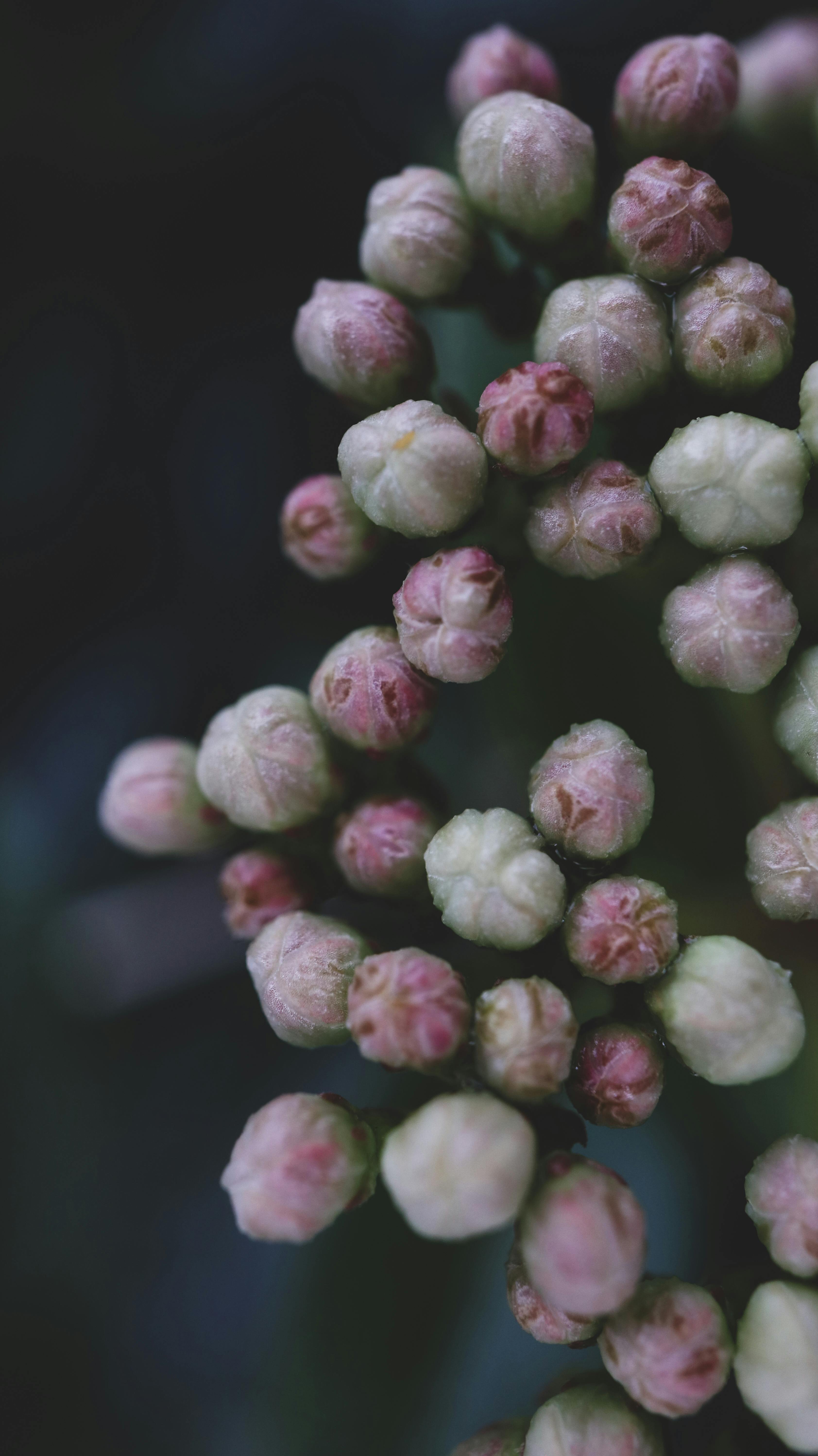 Close up of Buds · Free Stock Photo