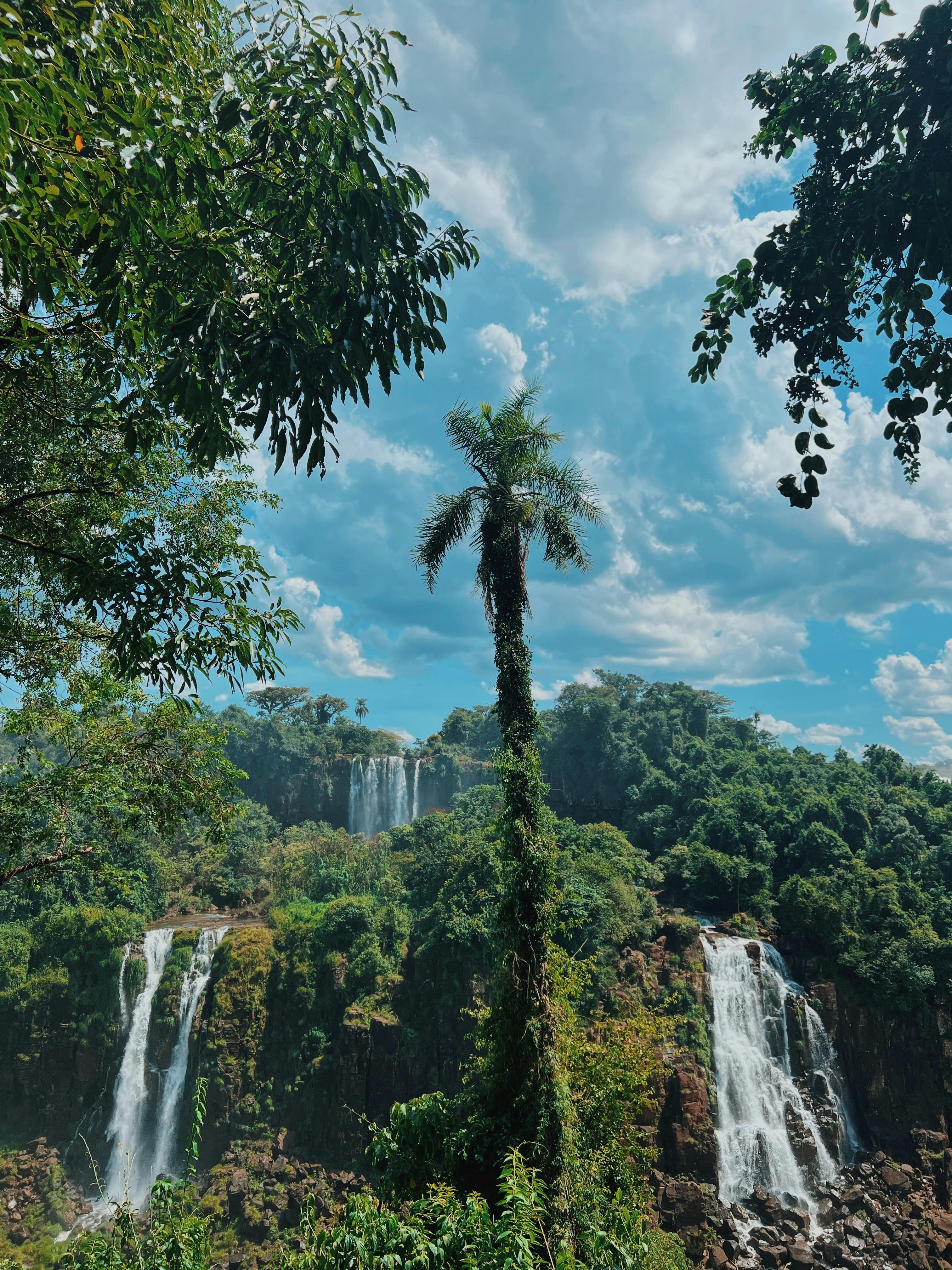 Waterfalls and a Tall Palm Tree · Free Stock Photo