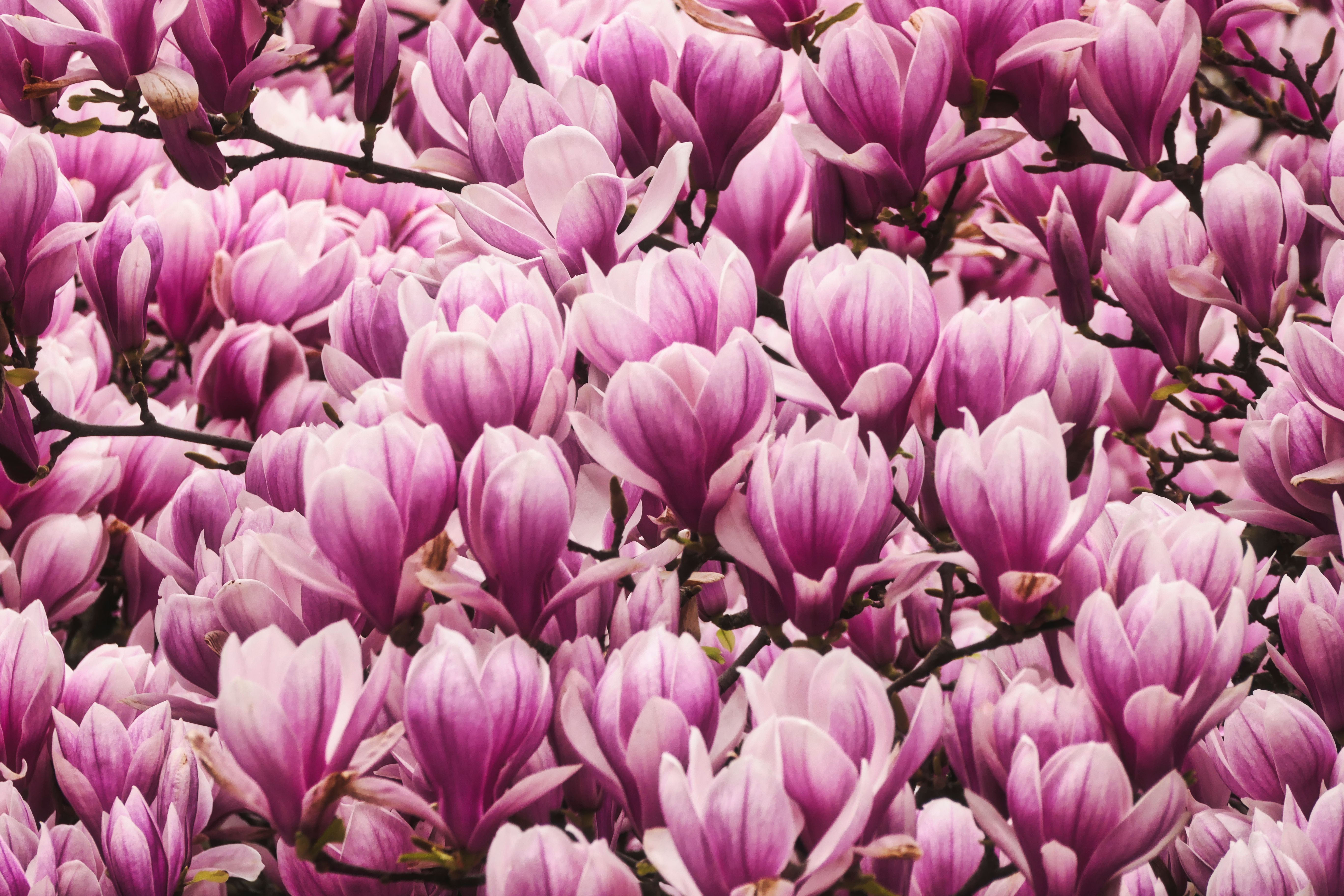 Pink Magnolia Flowers in Bloom · Free Stock Photo