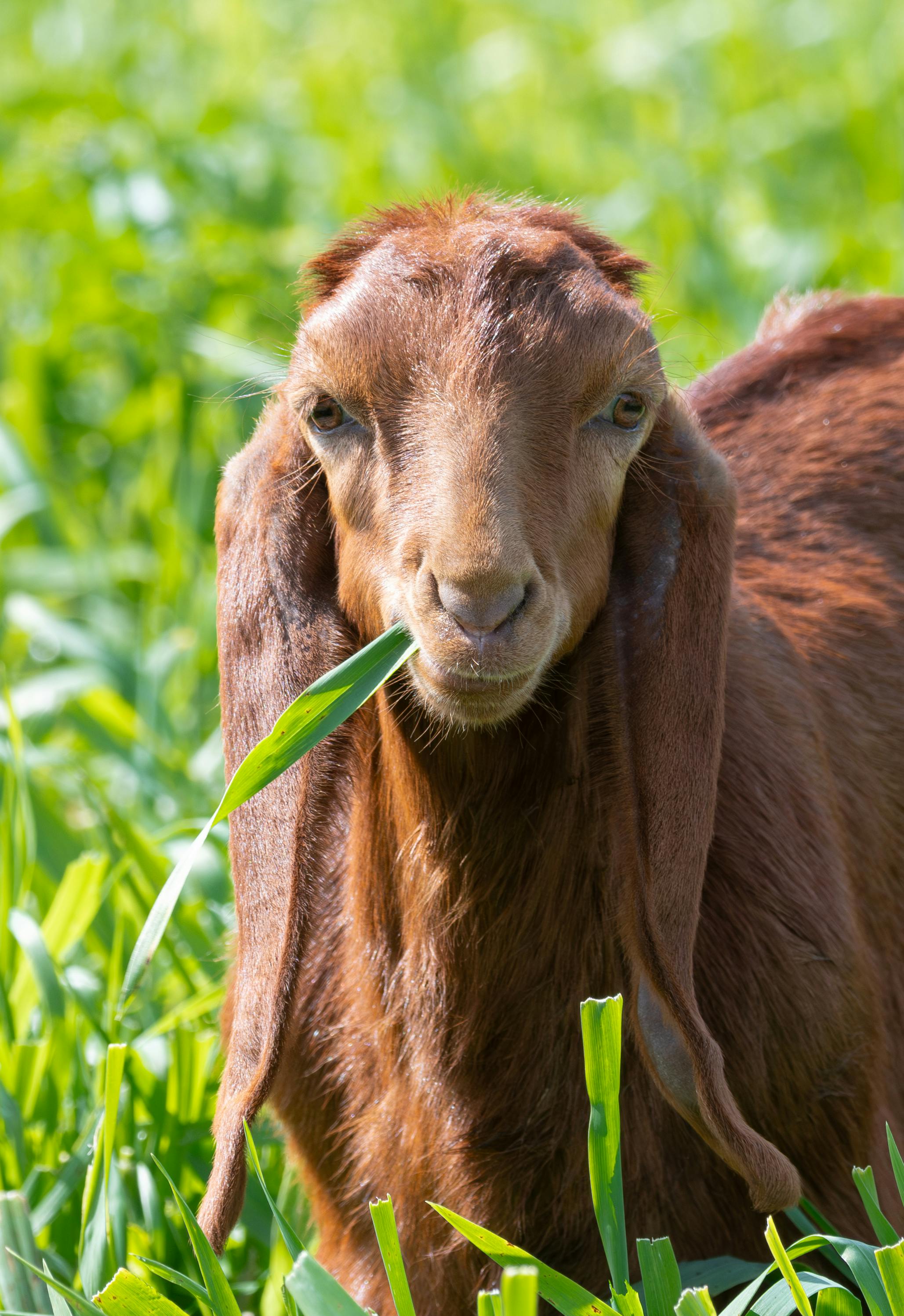 Anglo-Nubian Goat Lying in Grass · Free Stock Photo