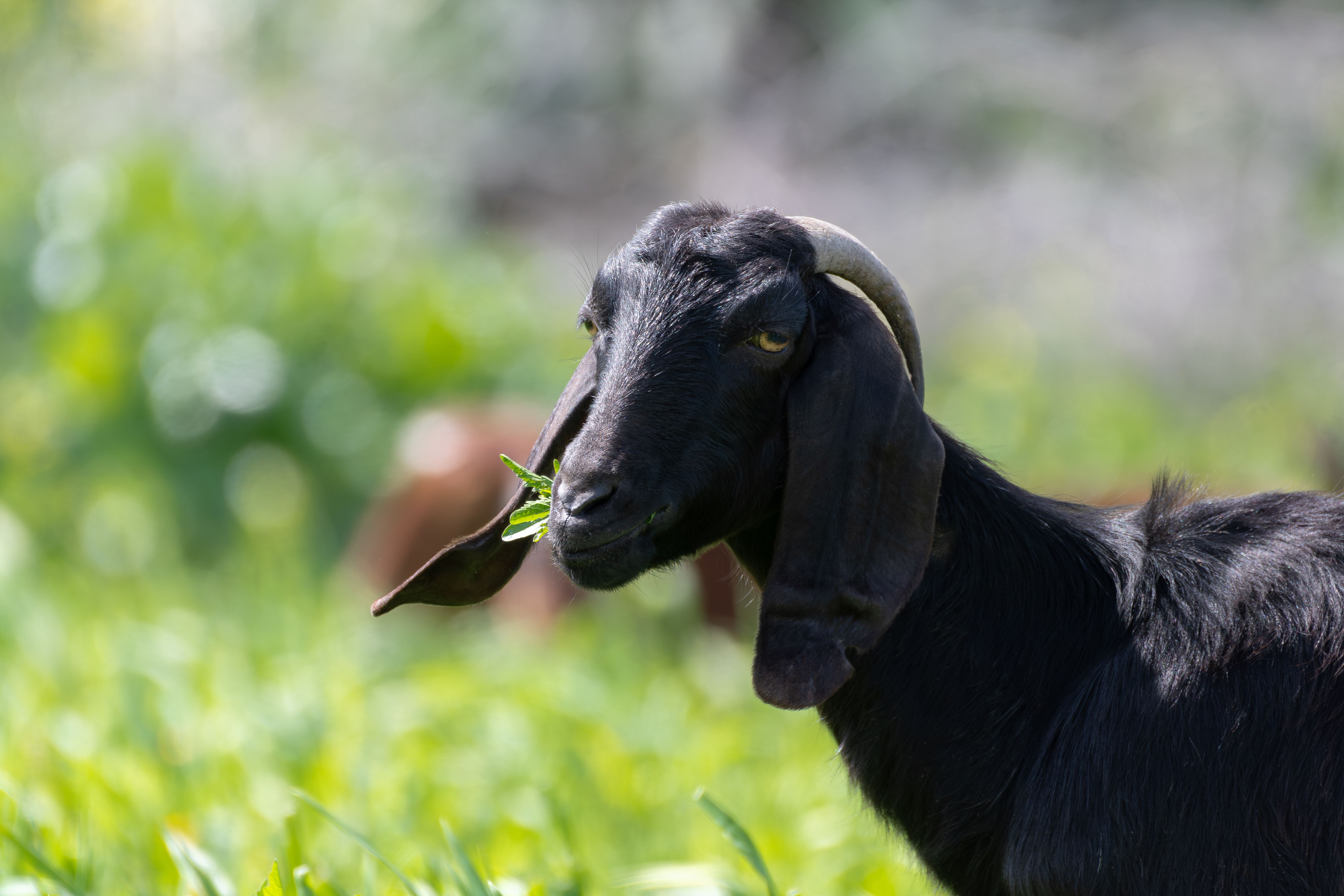 Black Goat Eating Grass · Free Stock Photo