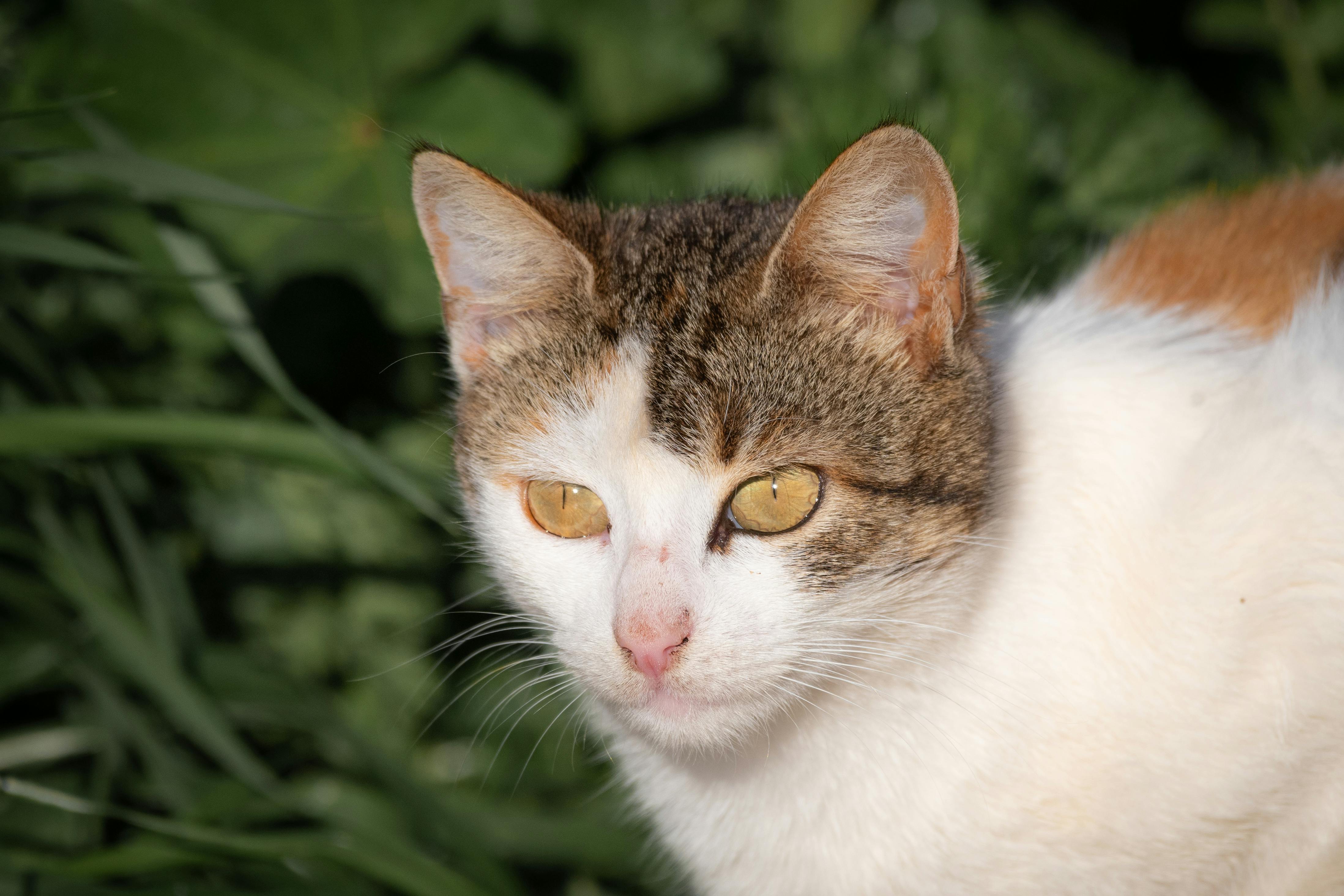 Close-up of a Cats Head · Free Stock Photo