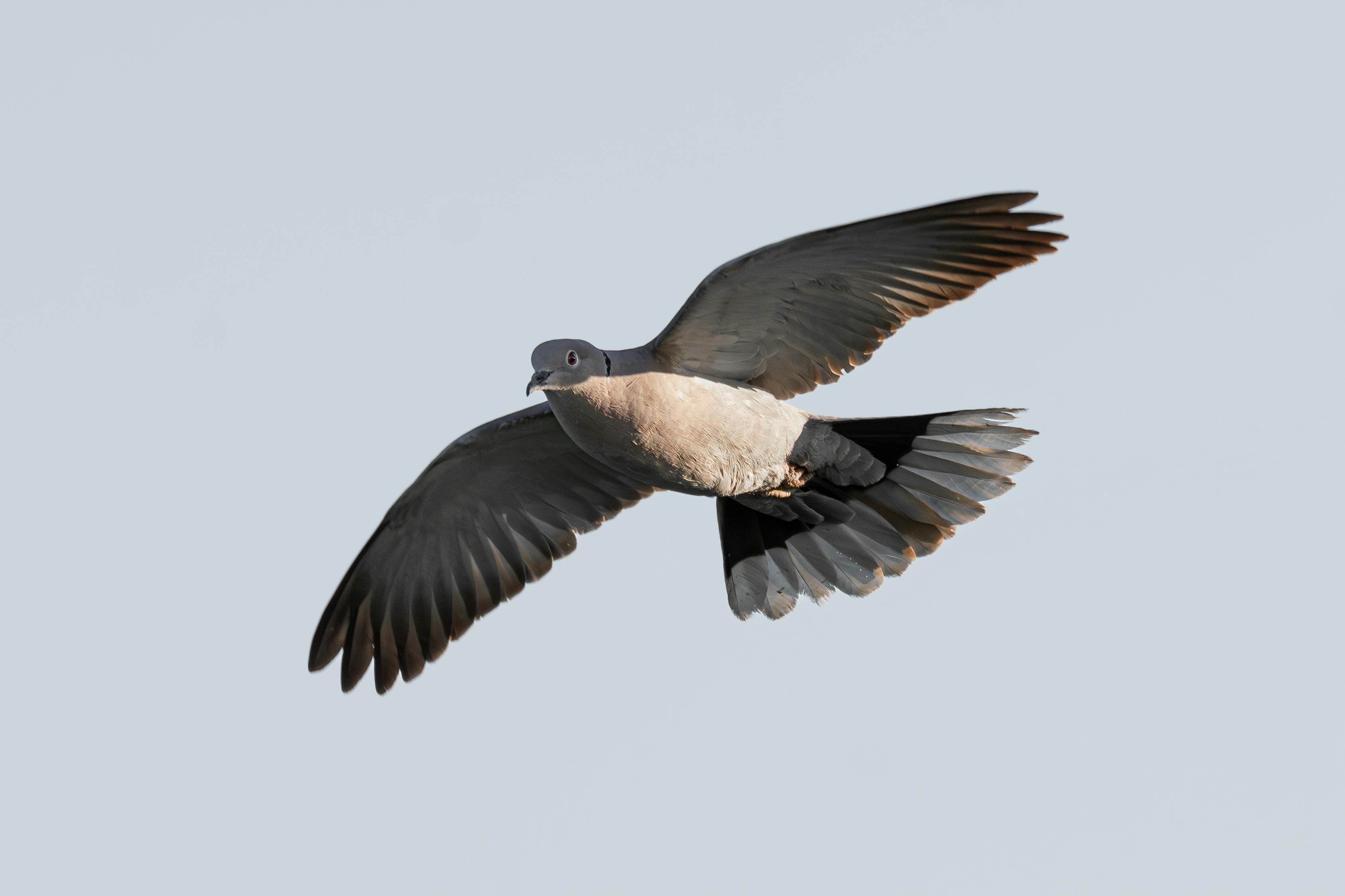 Flying Yellow Bird · Free Stock Photo