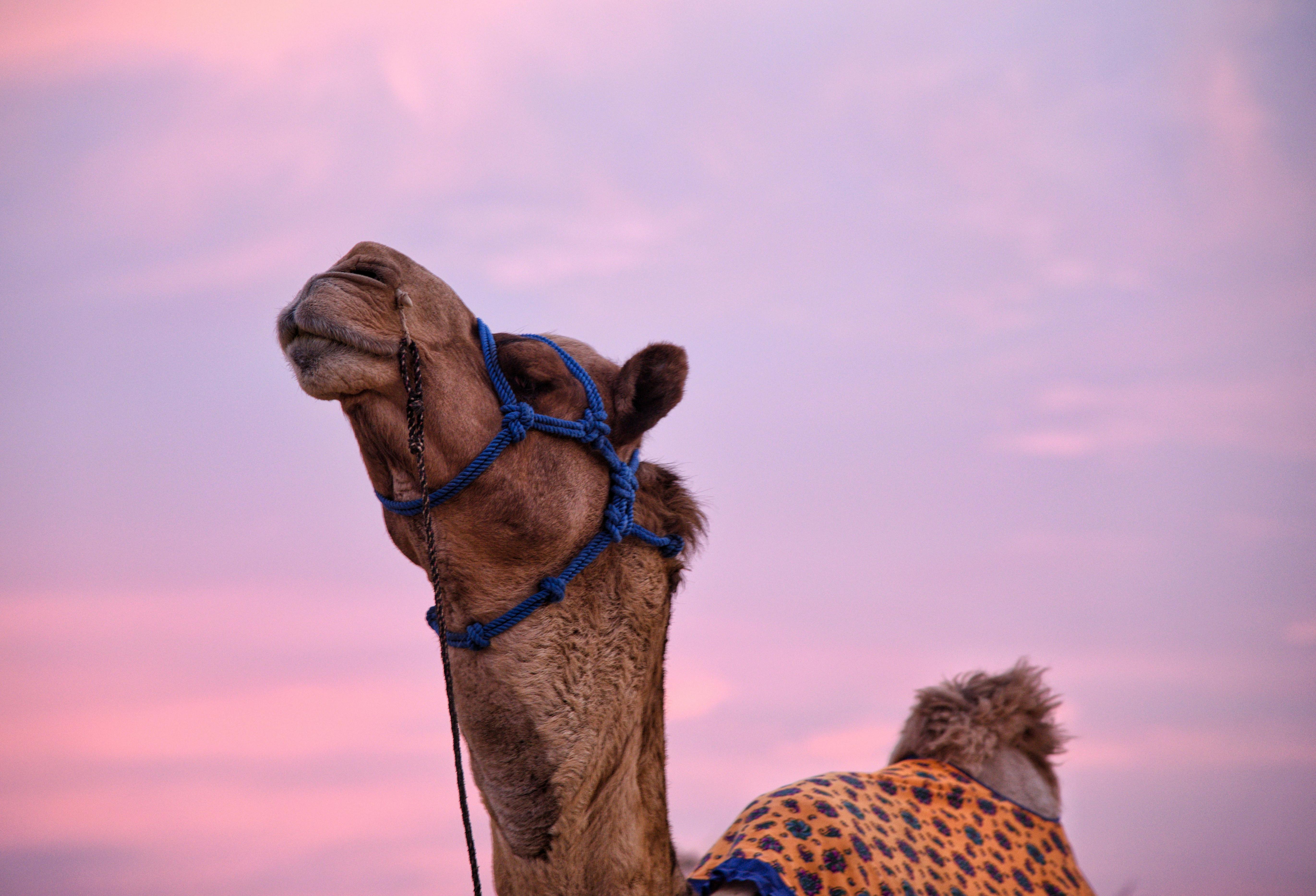 Dipankar Layek - Photography