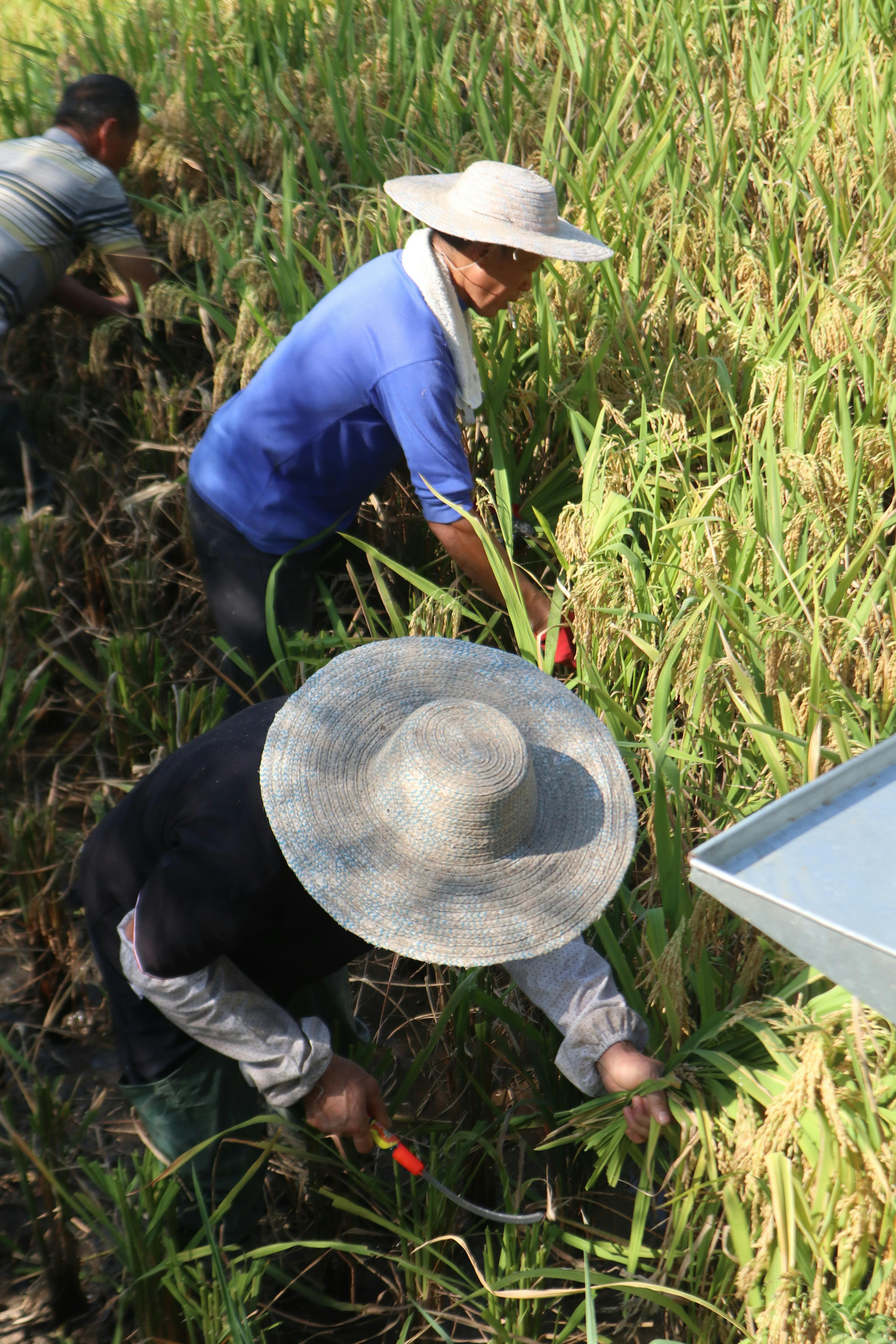 People Laboring Photos, Download The BEST Free People Laboring Stock ...