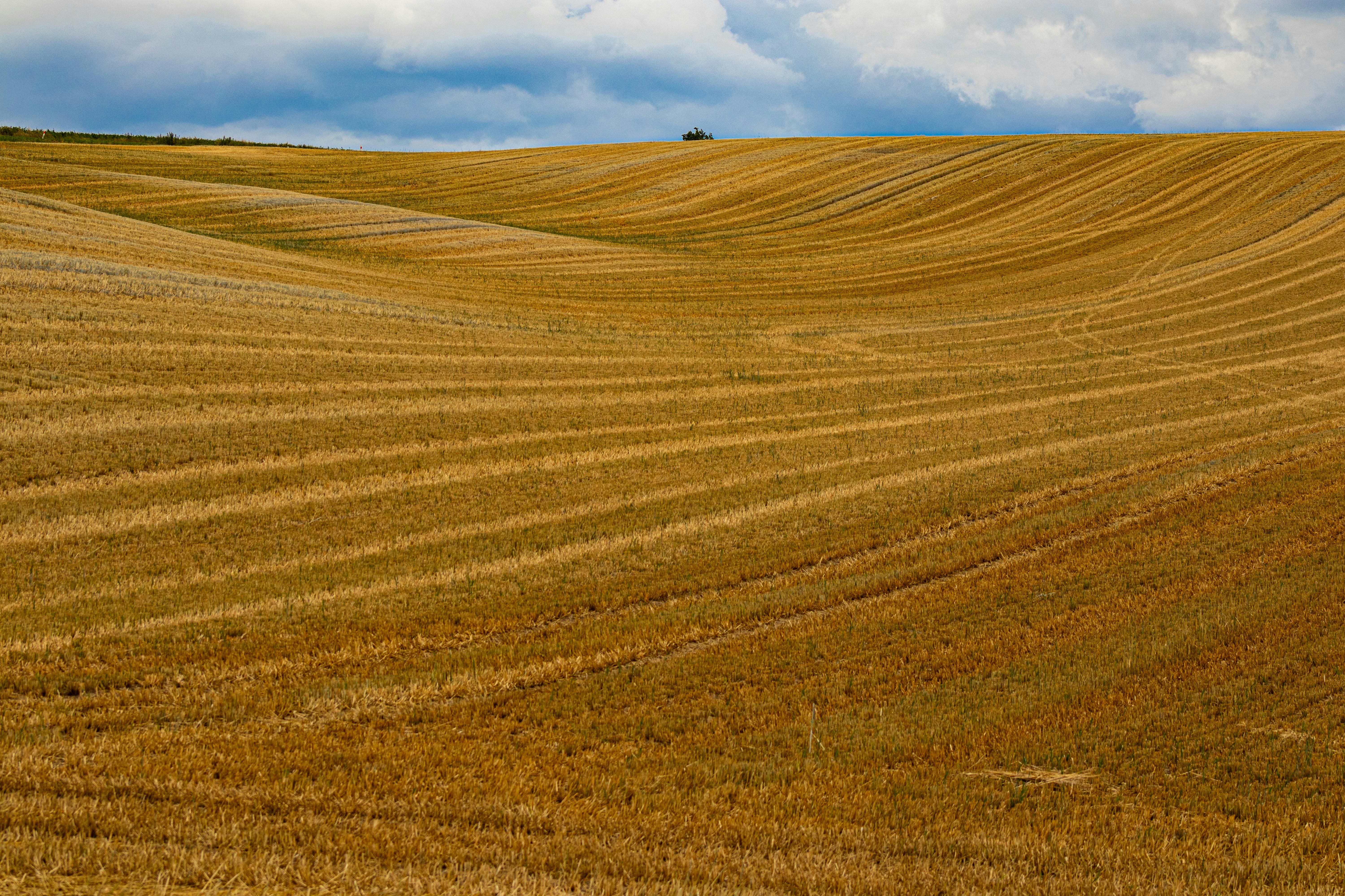 Person In The Field · Free Stock Photo