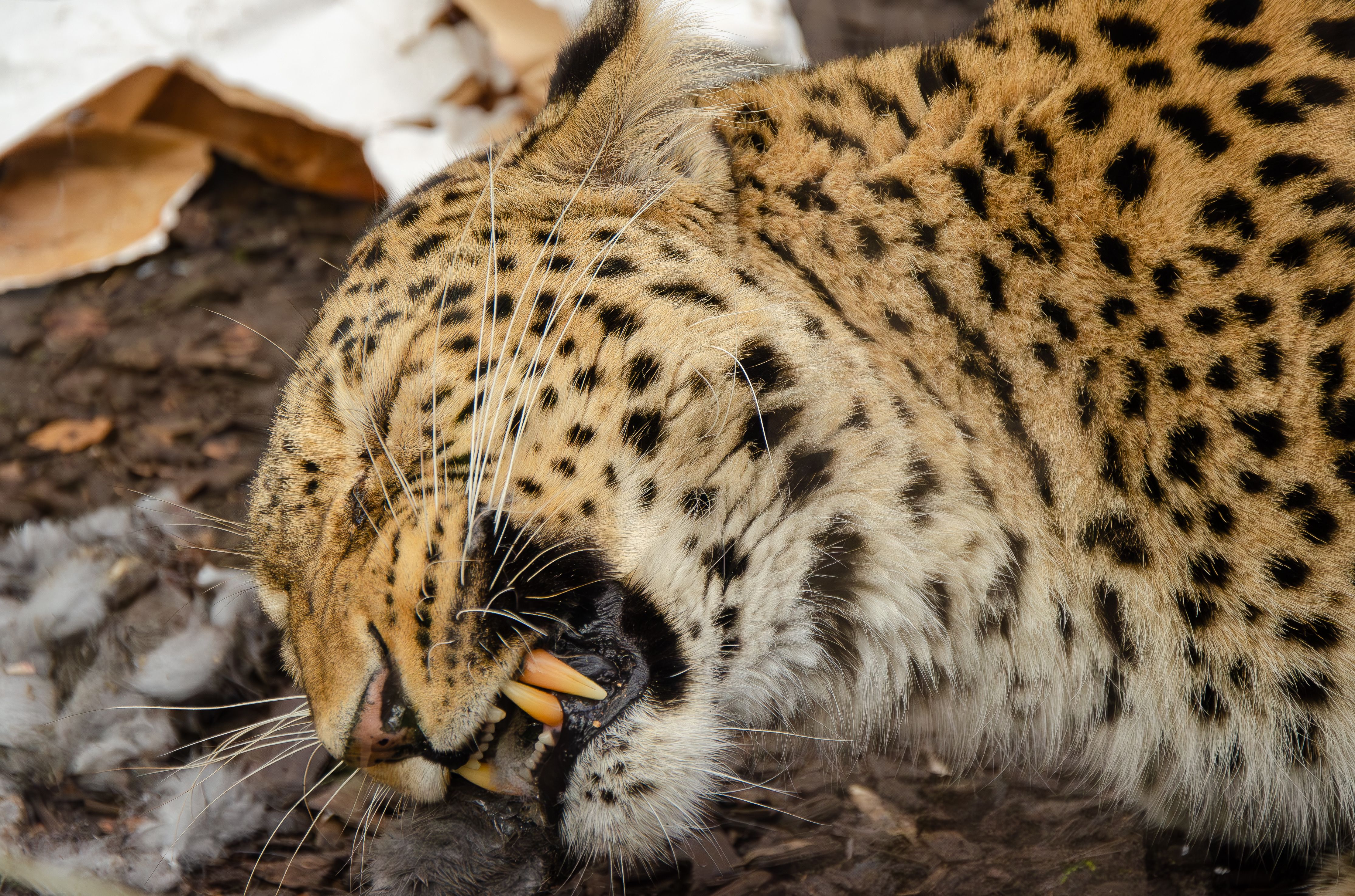 Leopard fressend · Free Stock Photo