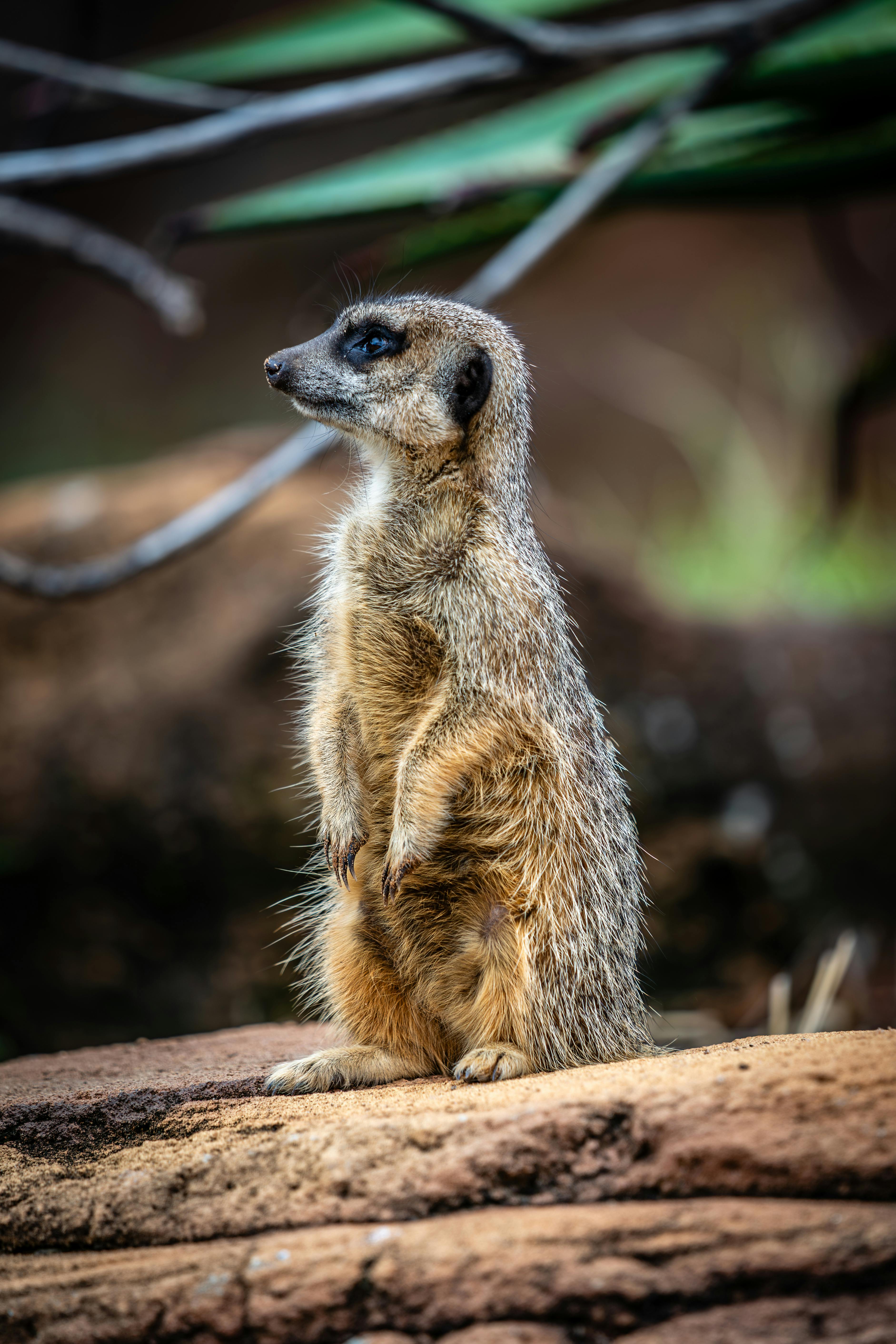 Close-up of Meerkat in Sydney Zoo Habitat · Free Stock Photo