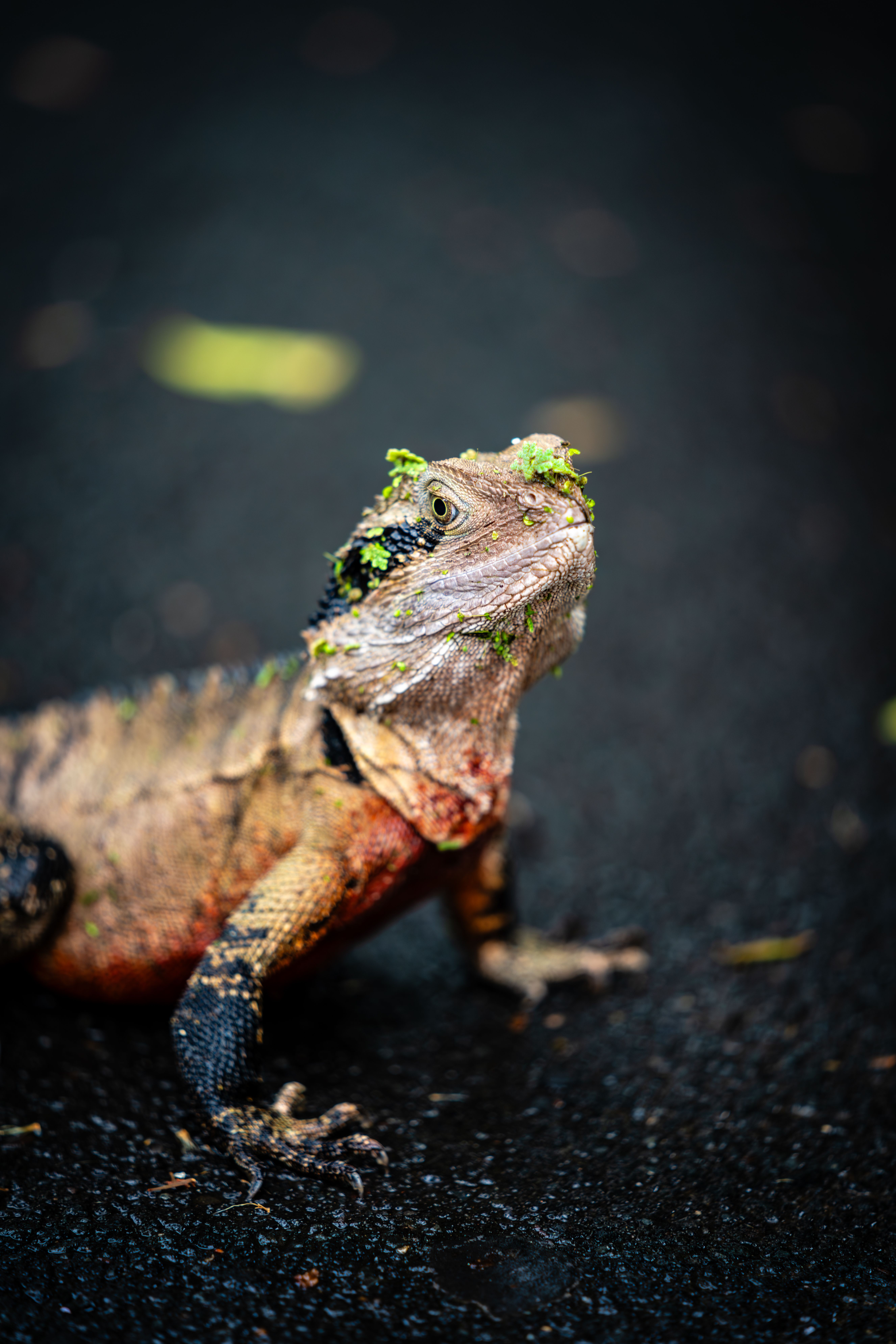 Lizard at Taronga Zoo in Sydney Australia · Free Stock Photo