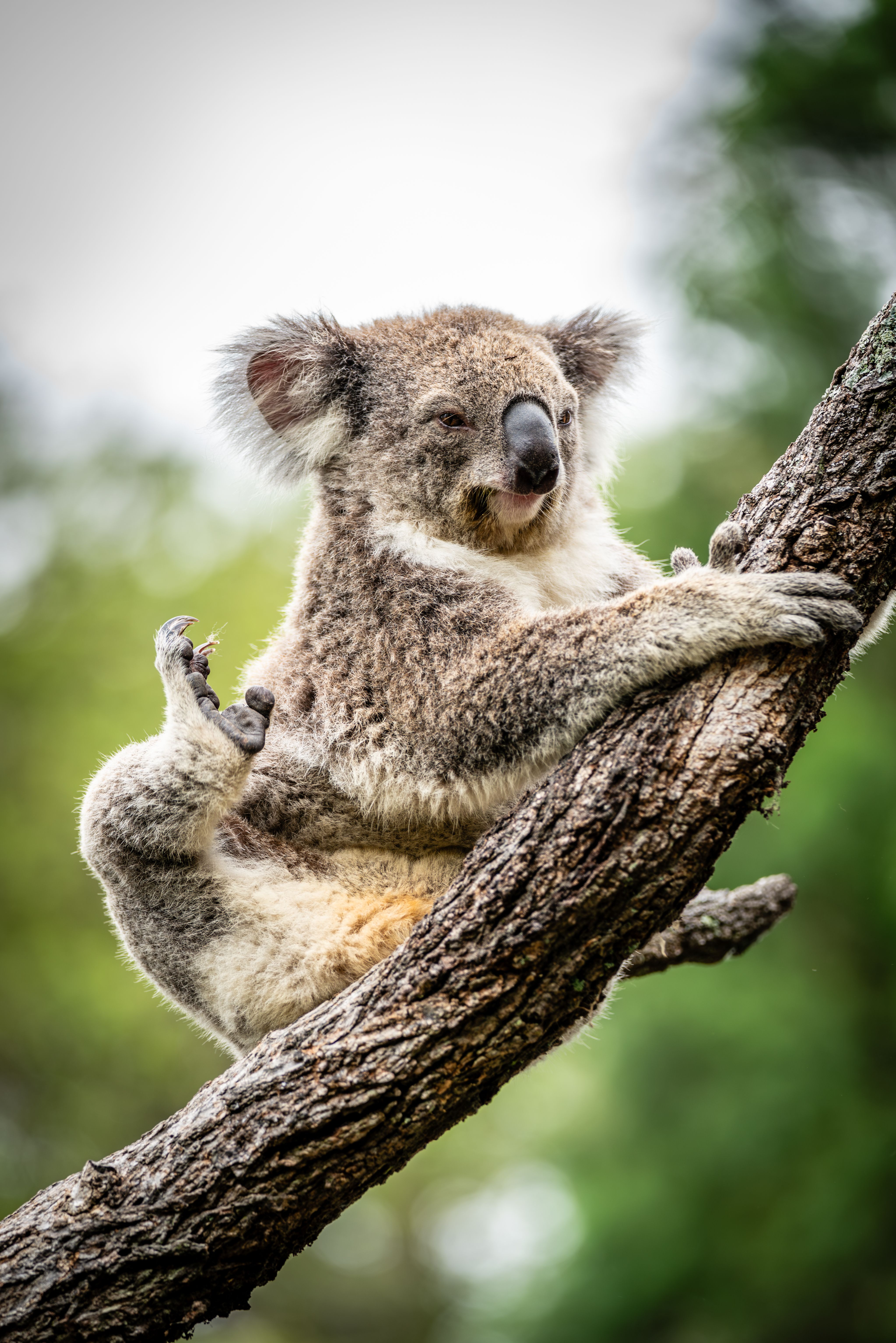 Mor Koala Photos, Download The BEST Free Mor Koala Stock Photos & HD Images