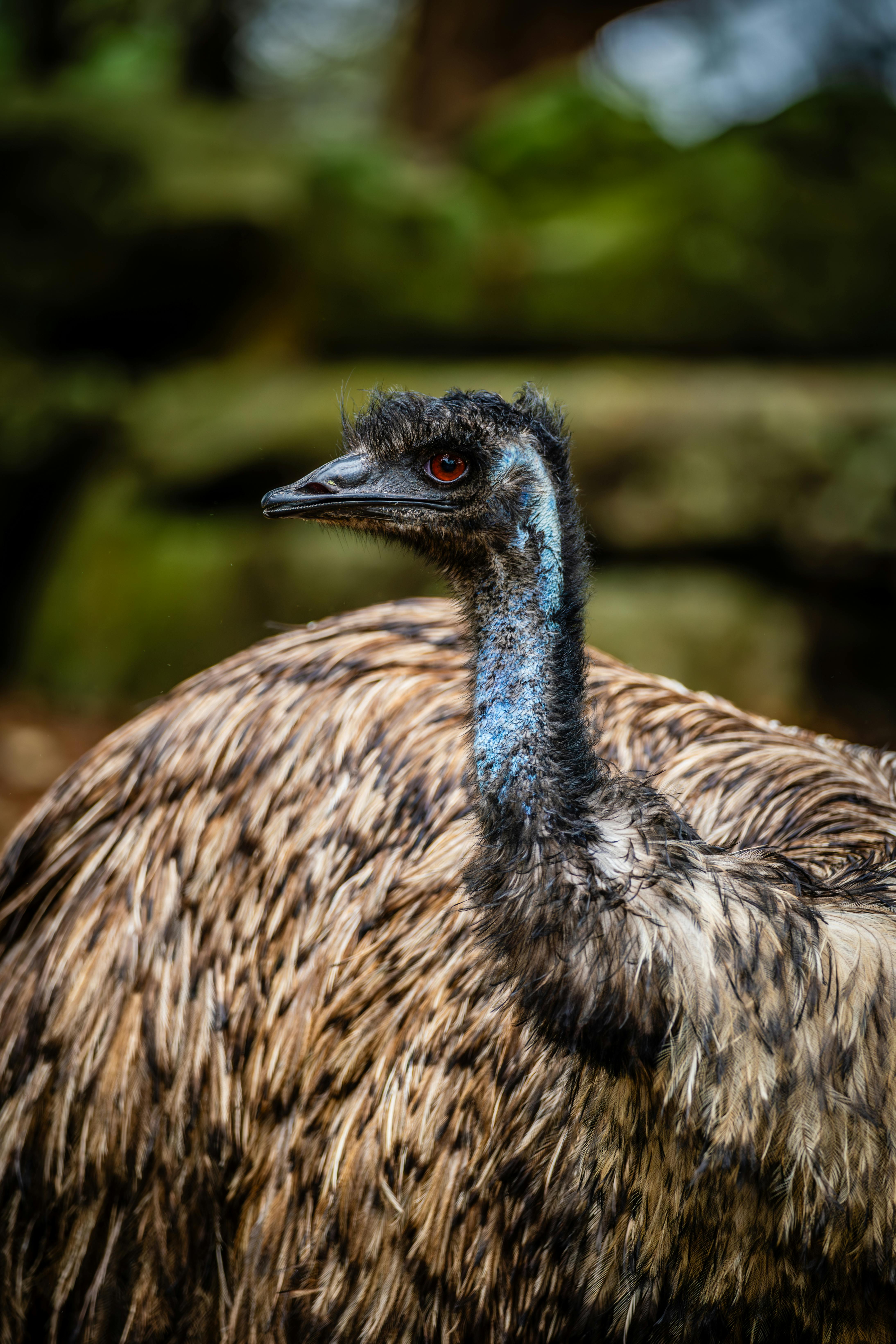 Yoruba Emu Photos, Download The BEST Free Yoruba Emu Stock Photos & HD ...
