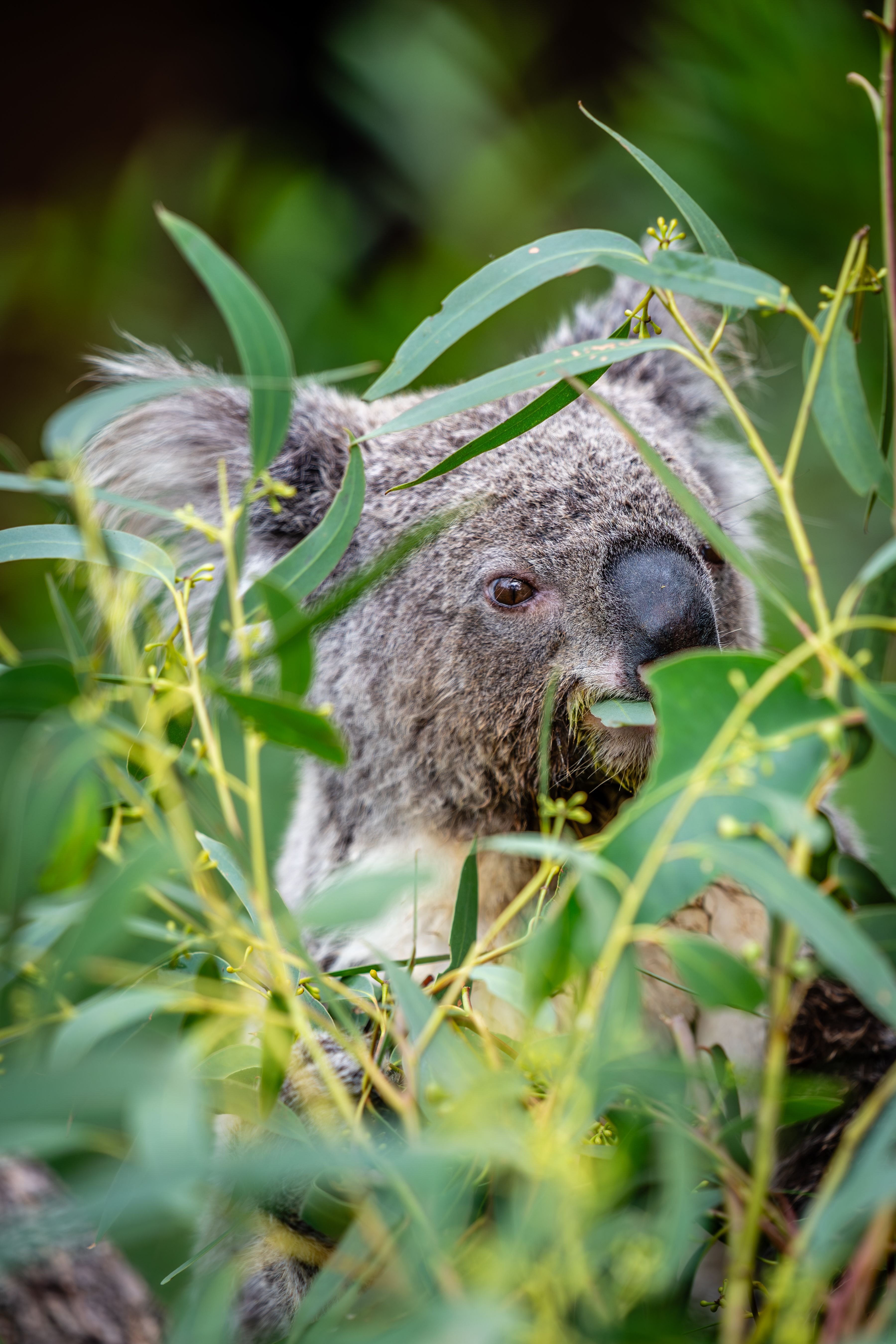 Koala and Plants · Free Stock Photo