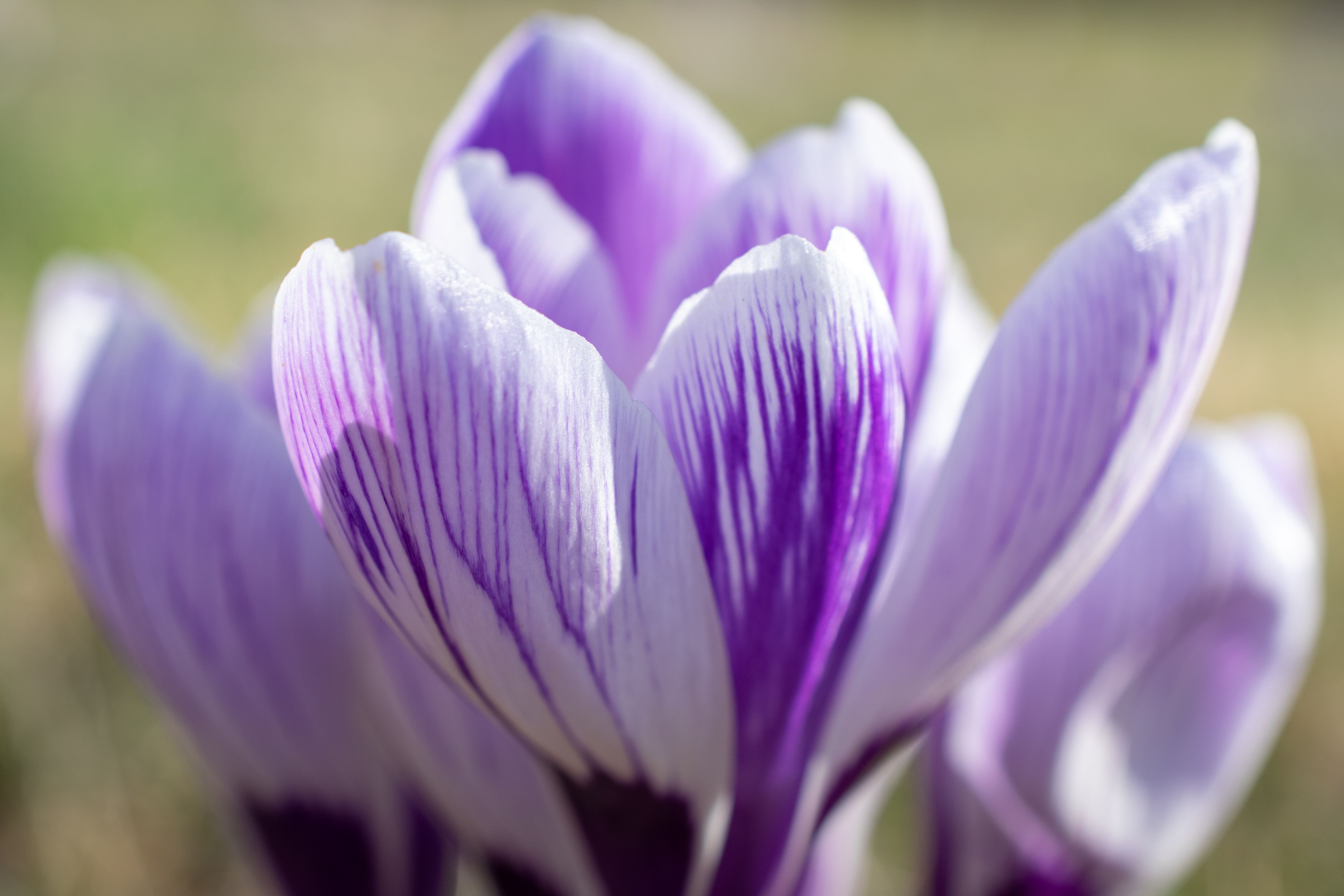 Purple Crocus Flower · Free Stock Photo