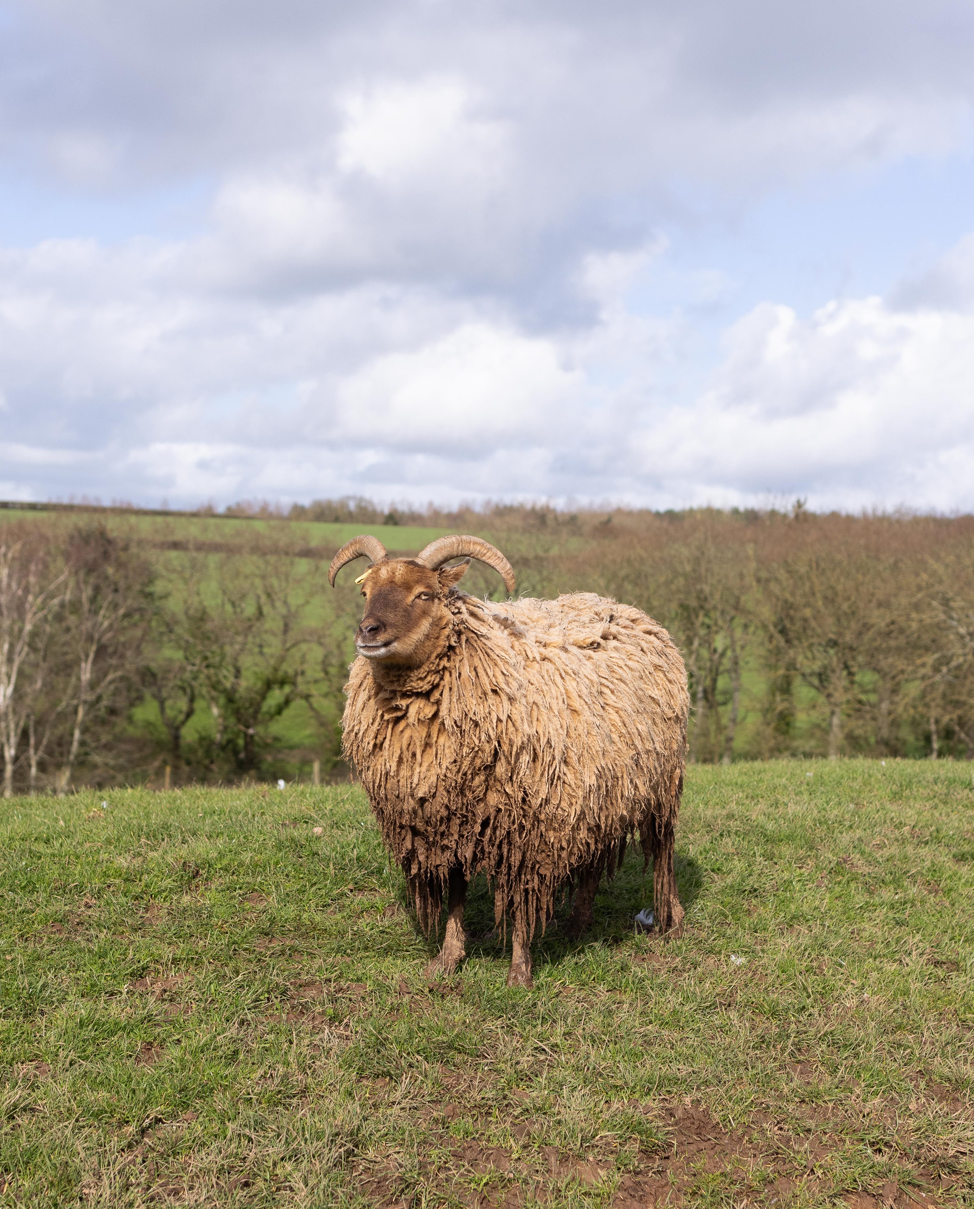 A ram with long hair standing in a field · Free Stock Photo