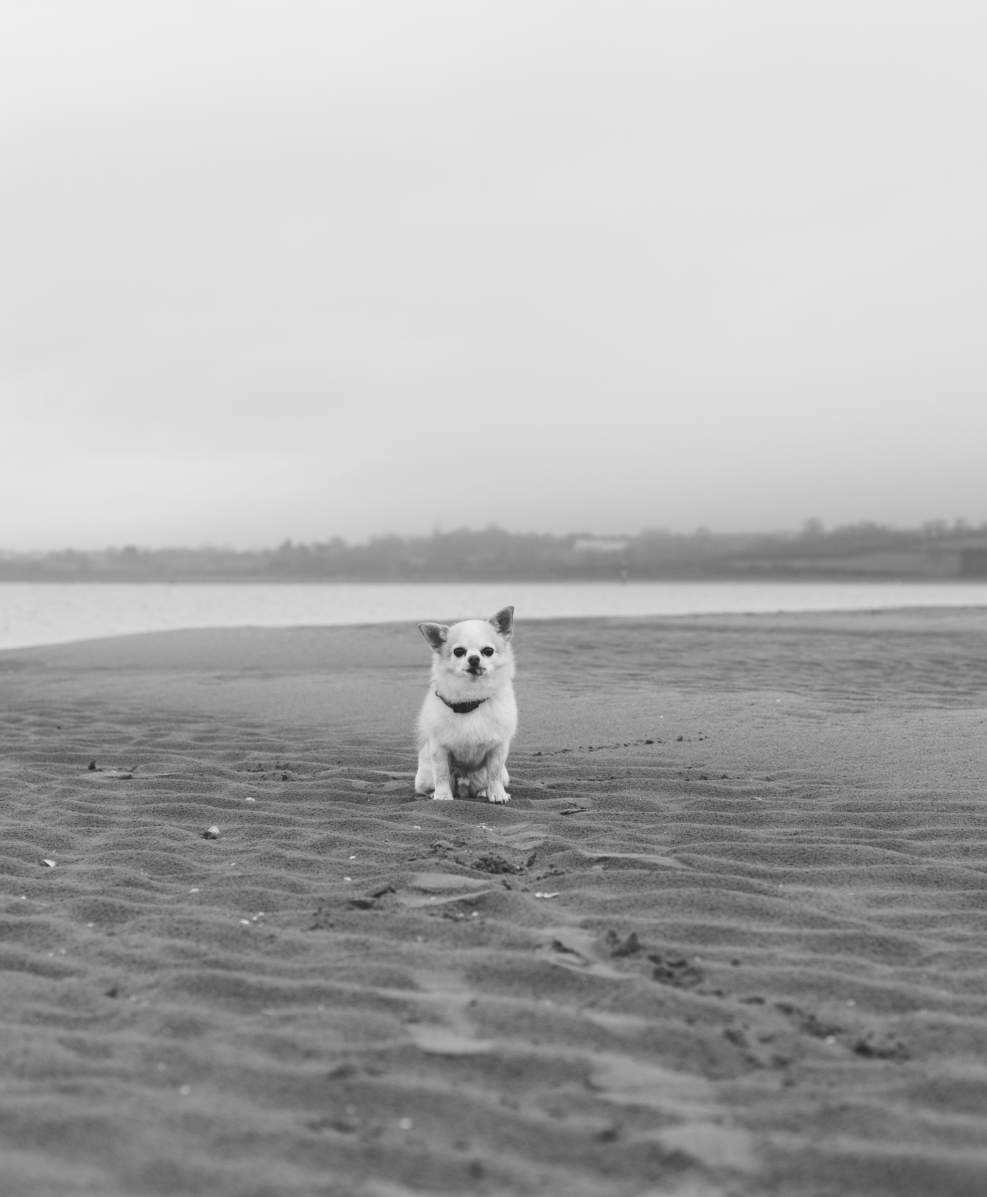 100,000+张最精彩的“Dog Rectangular Wallpaper”图片 · 100%免费下载 · Pexels素材图片