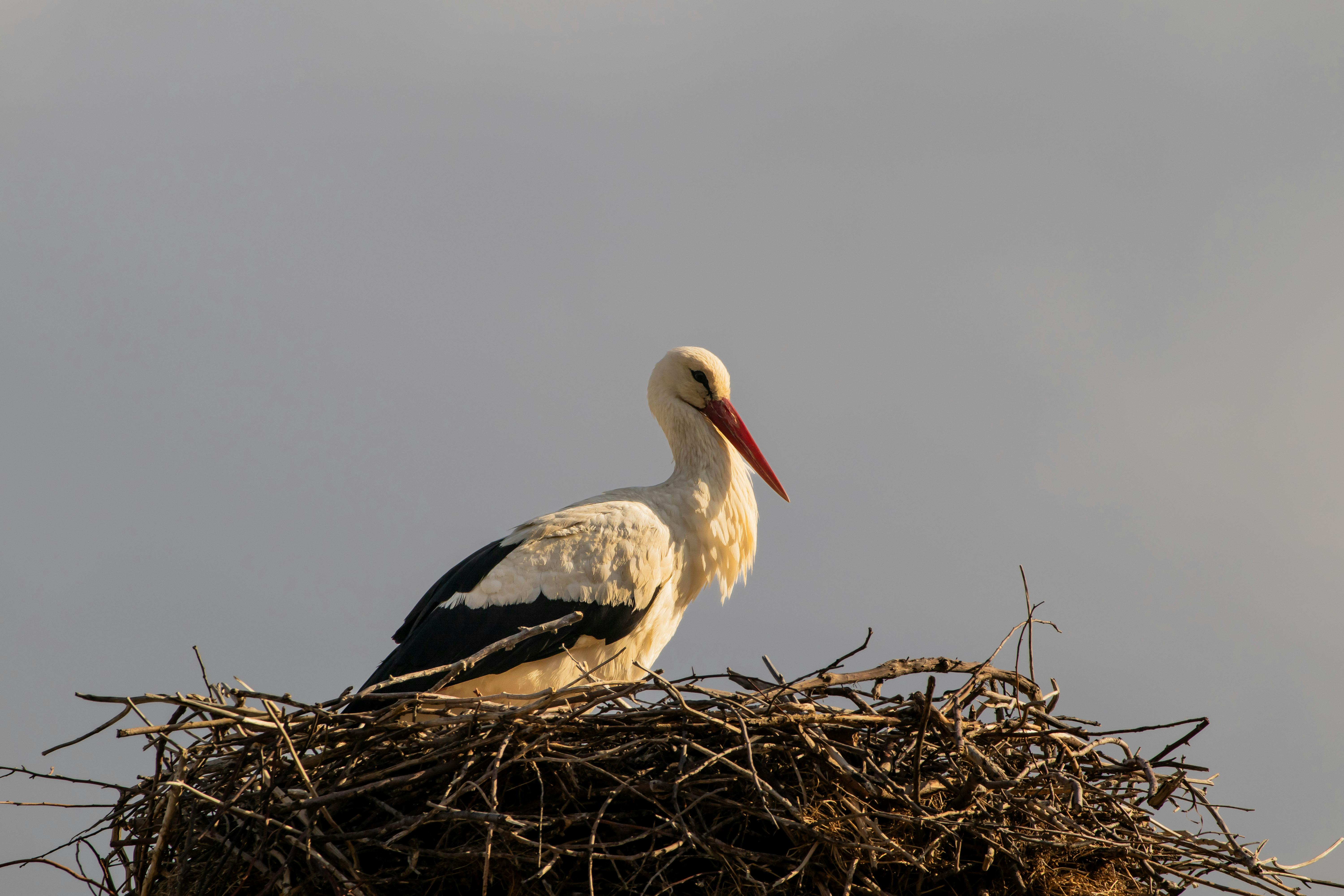 Two Birds on the Bird's Nest Under White Clouds · Free Stock Photo