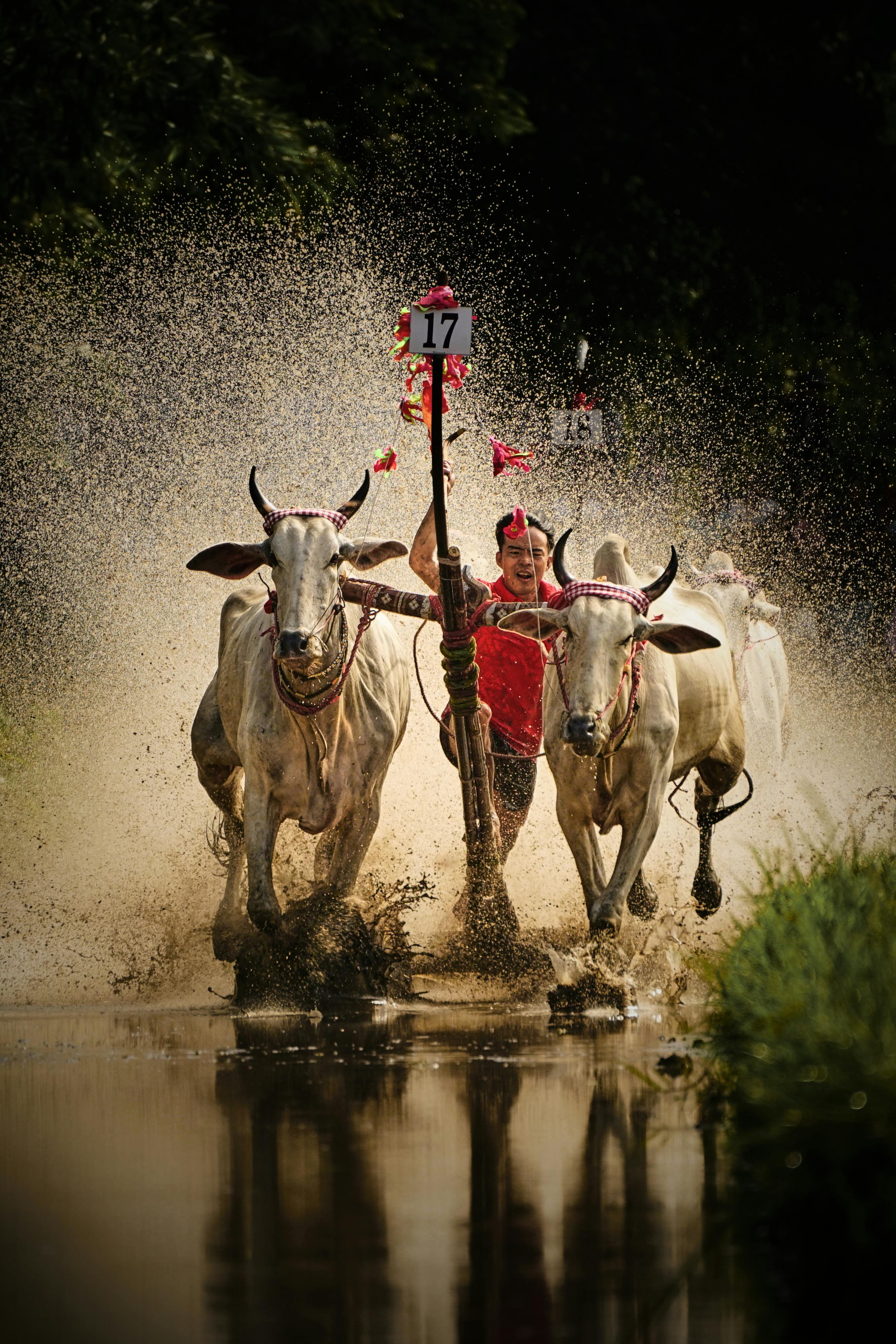 Boy Riding Oxen in Water · Free Stock Photo
