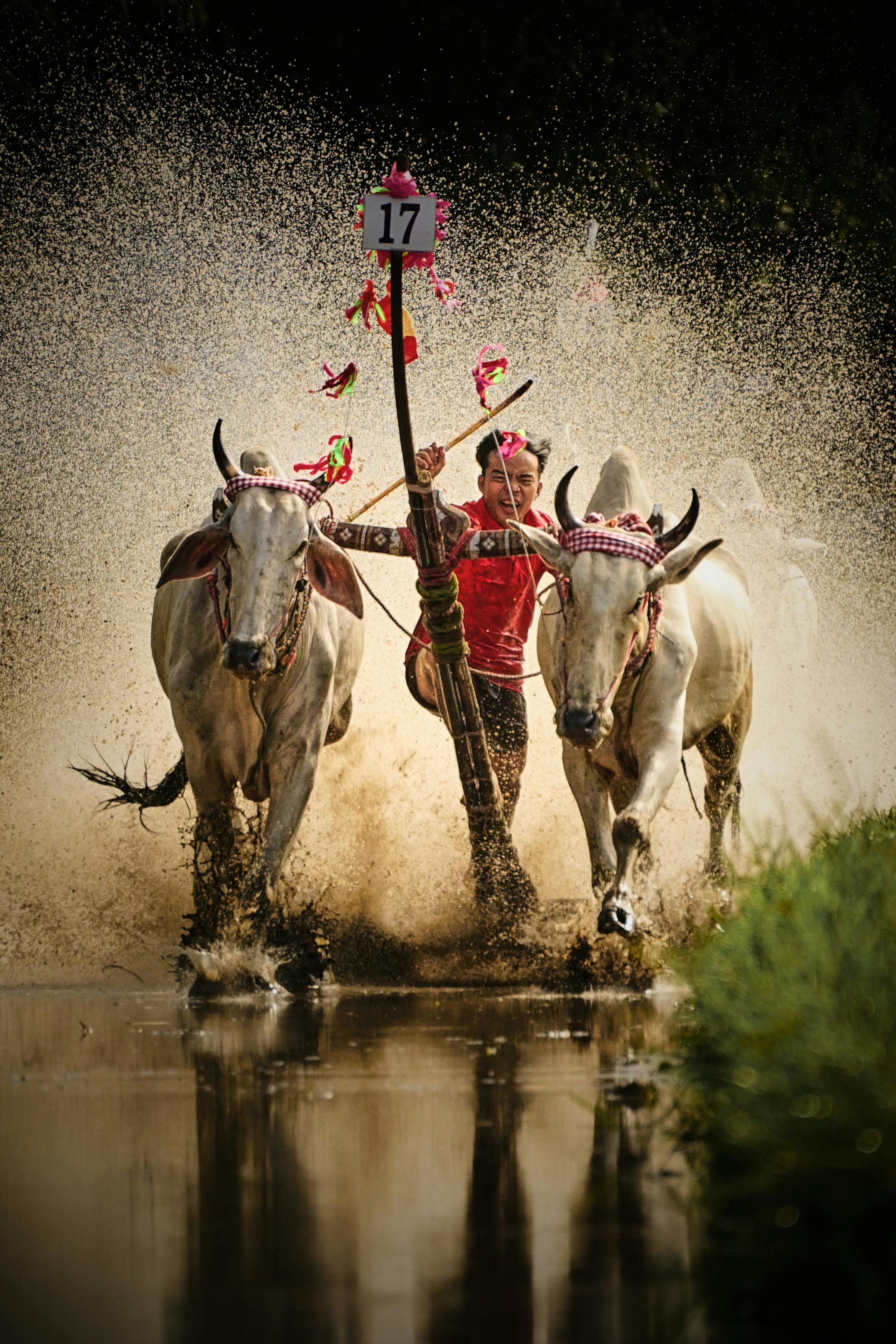 Boy Riding Oxen through Puddle · Free Stock Photo