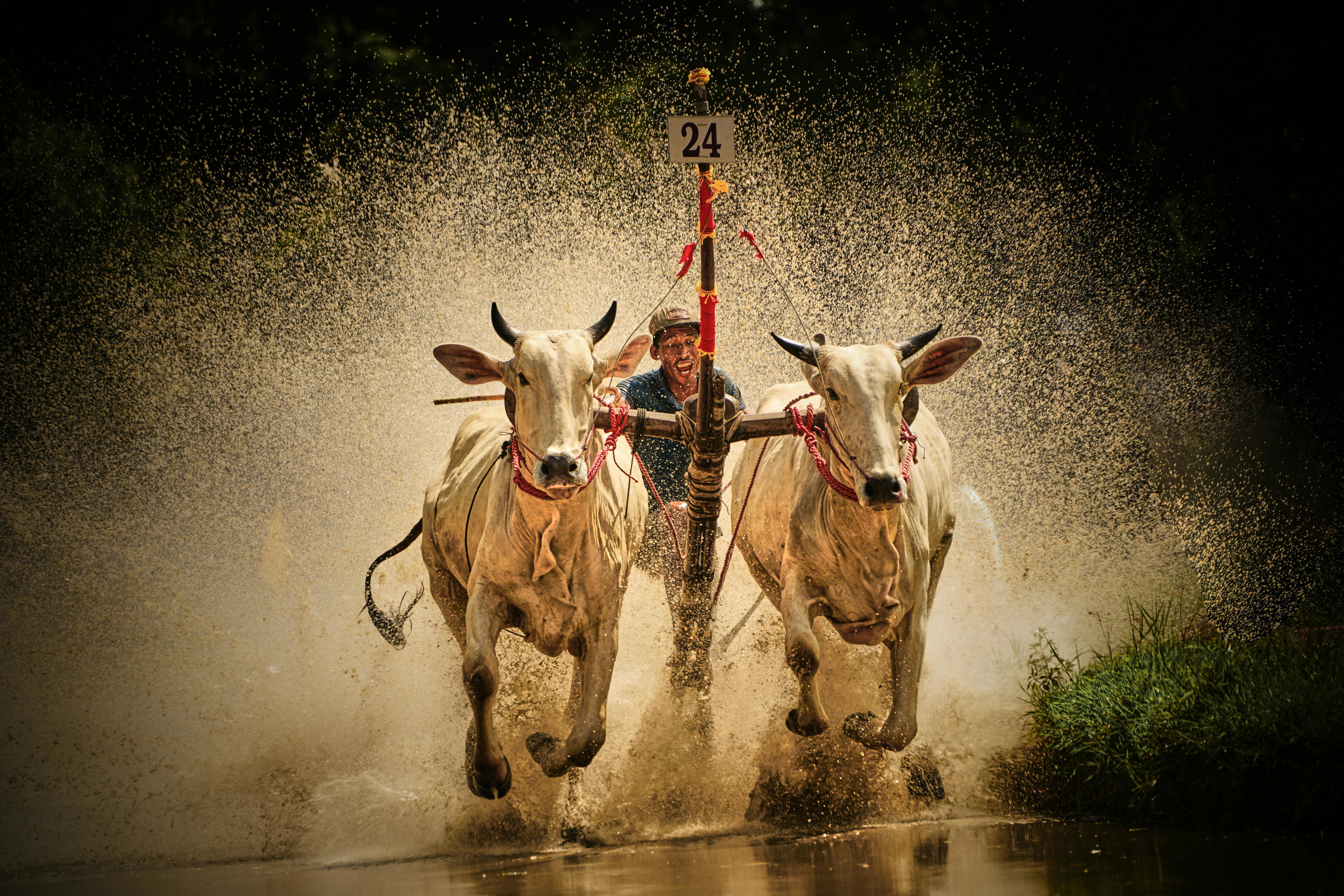 Sapi Photos, Download The BEST Free Sapi Stock Photos & HD Images