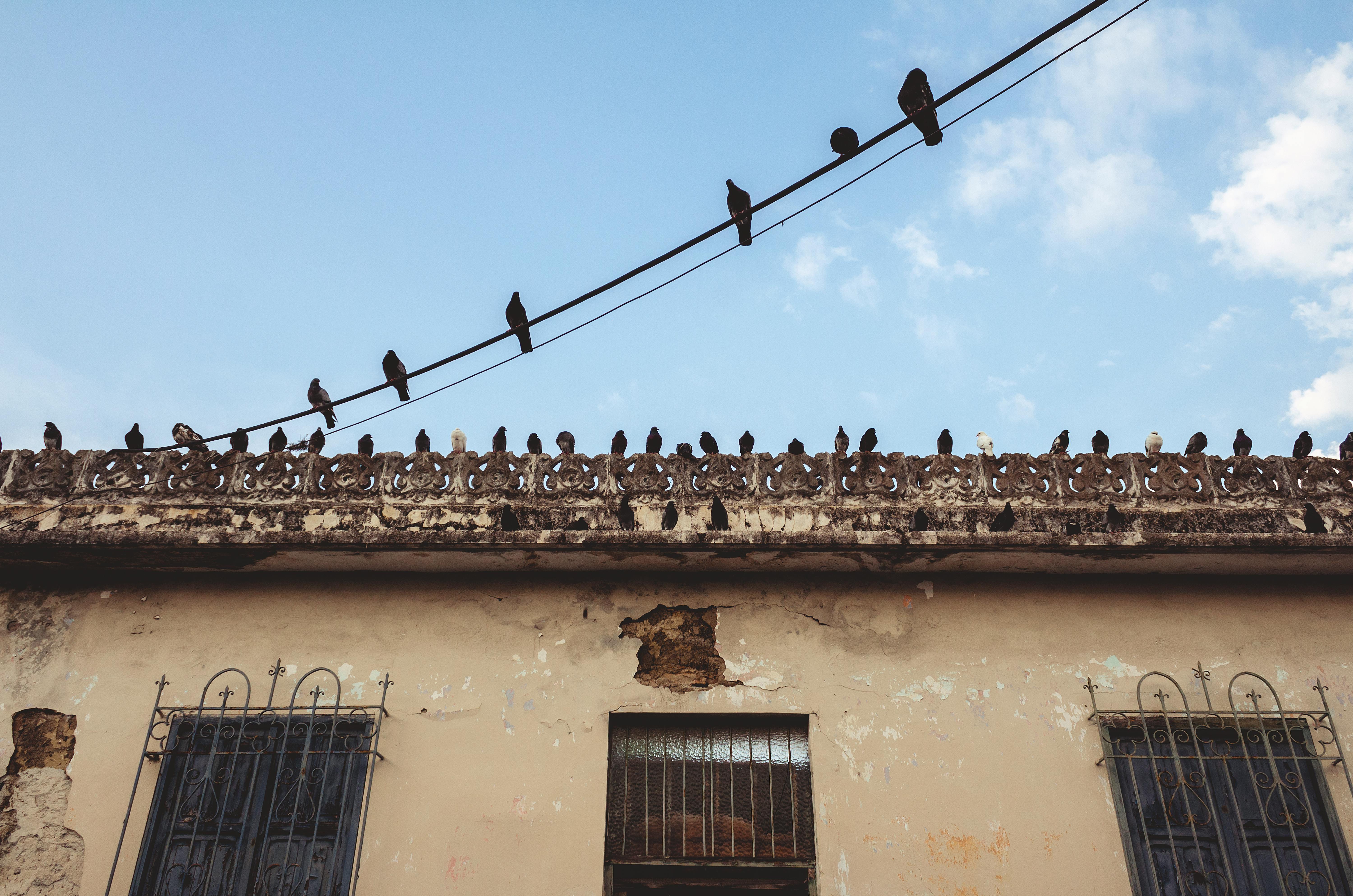 Pigeons on Building Rooftop · Free Stock Photo