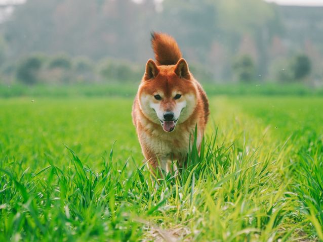 Shiba Inu Size Comparison to Human: Measuring the Breed