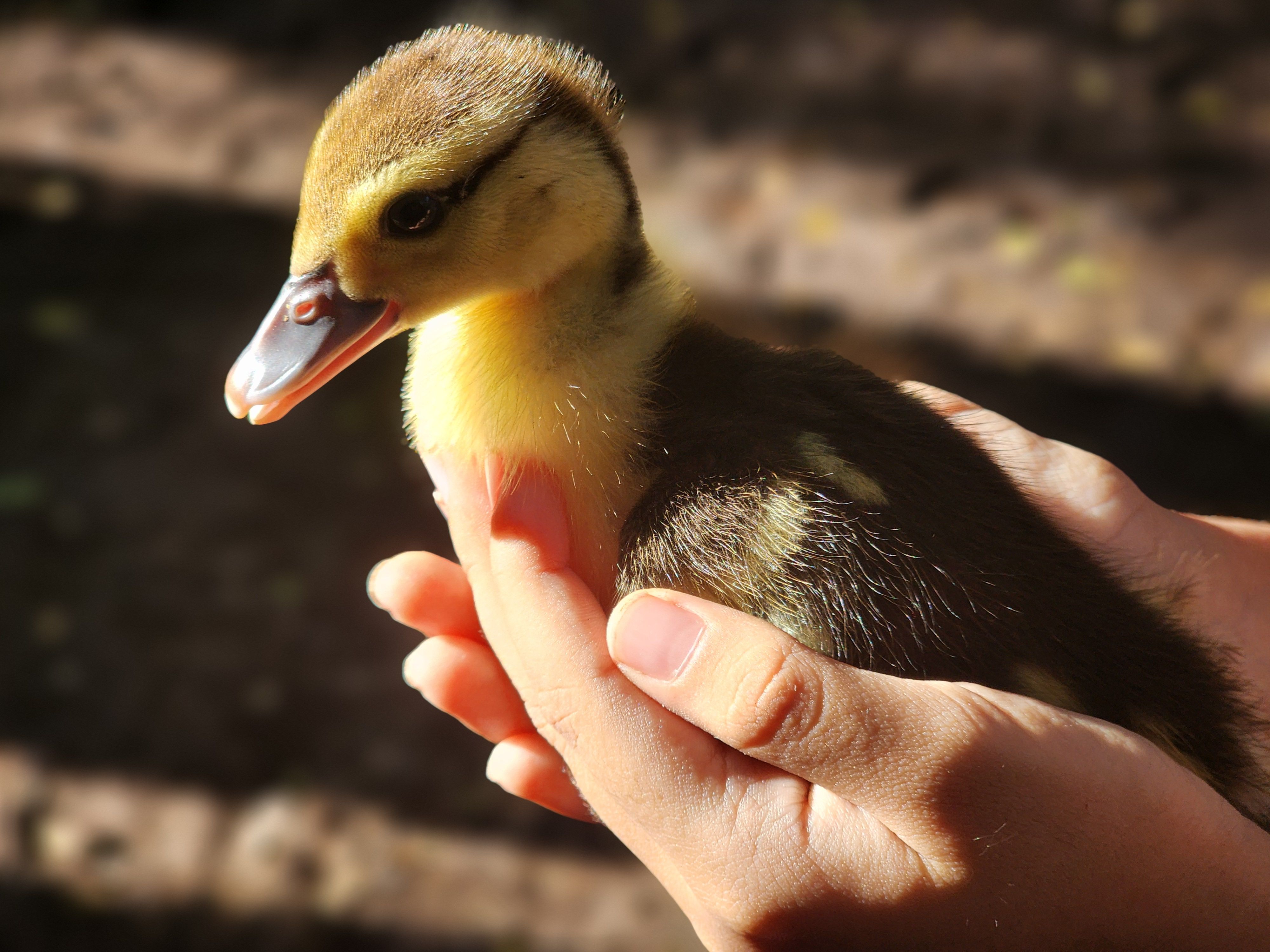 A person holding a small duckling in their hands · Free Stock Photo