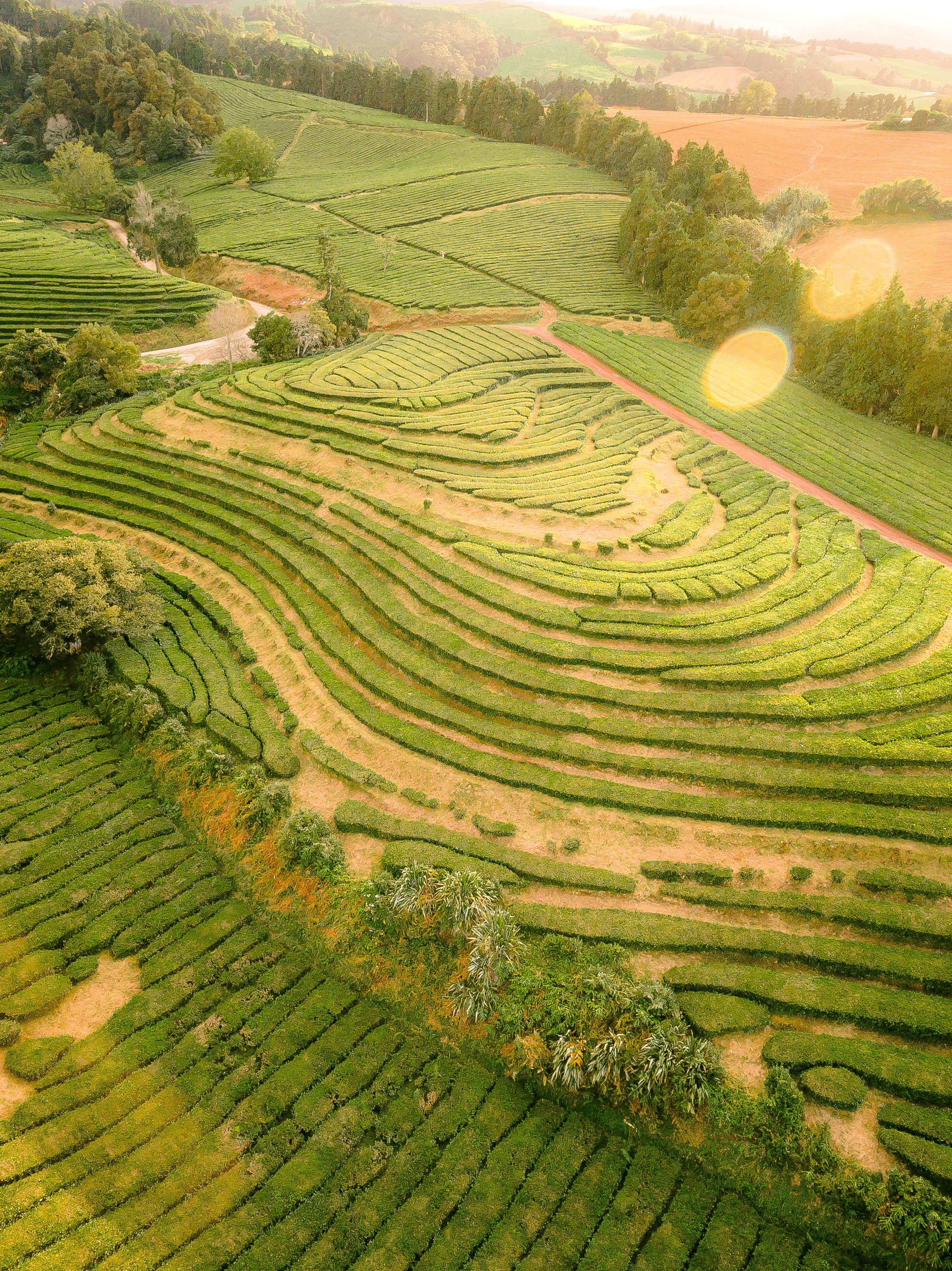 Aerial Shot of a Rice Field · Free Stock Photo
