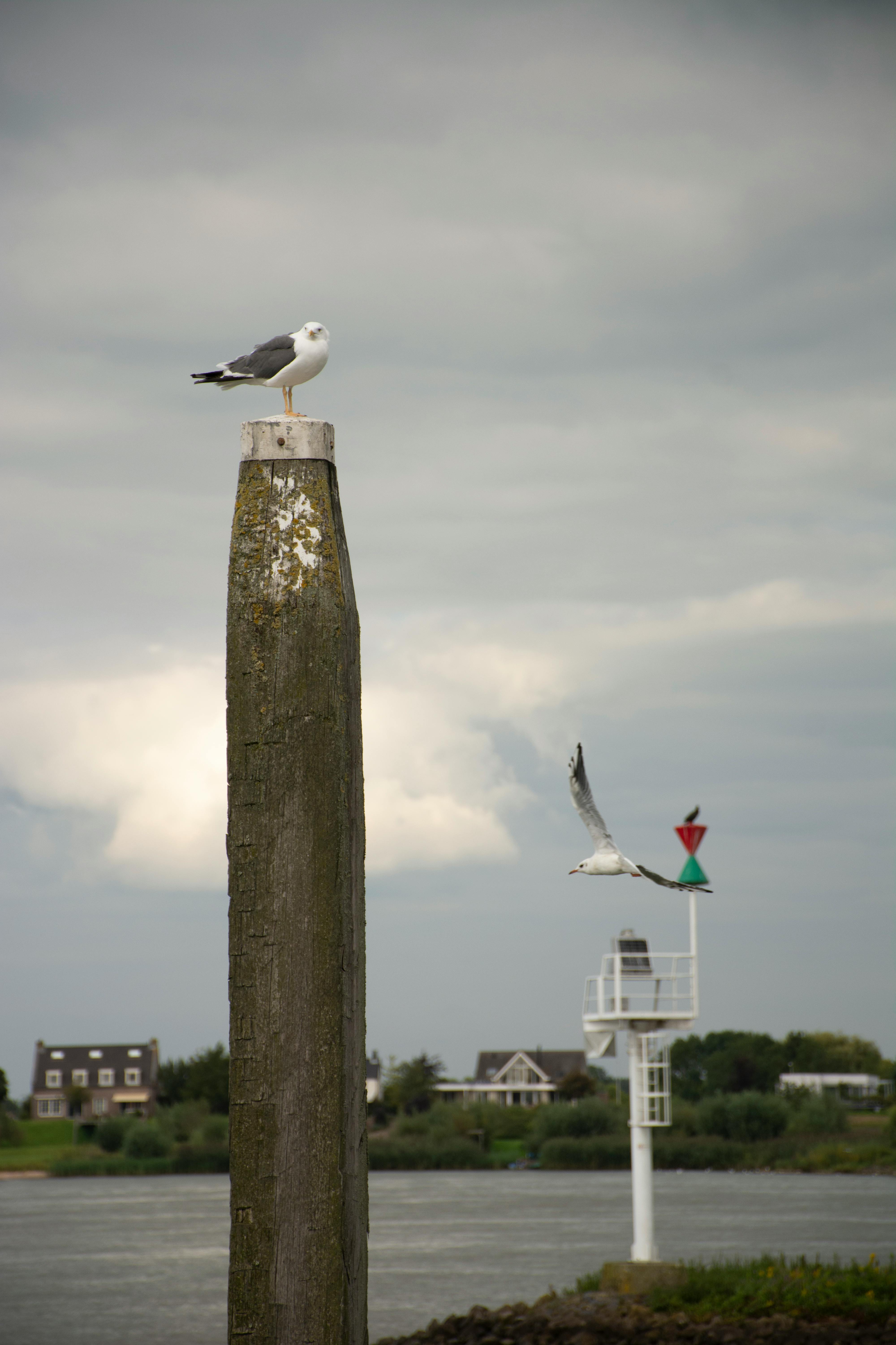 Seagulls on and Flying around Post by Lake in Village · Free Stock Photo