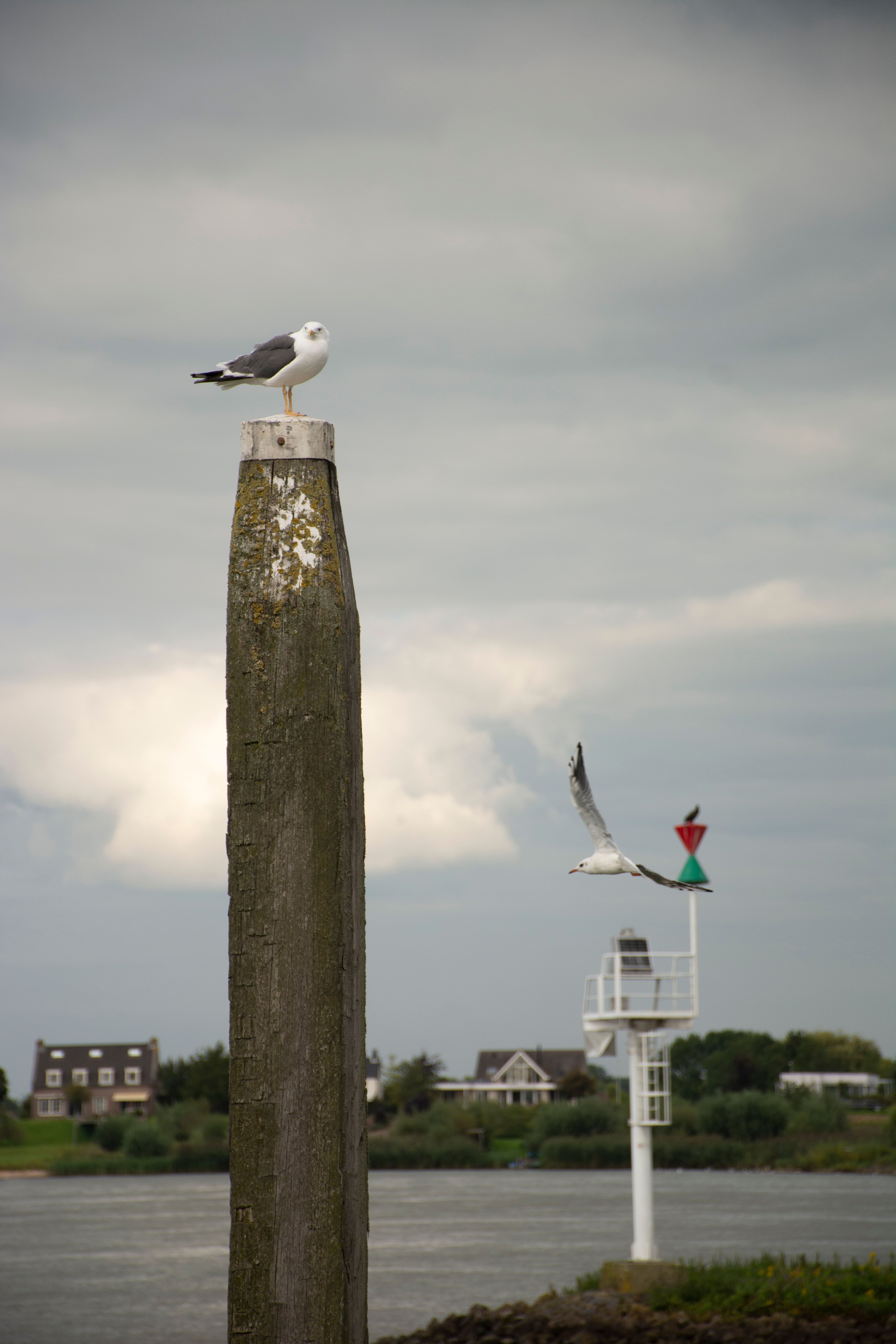Seagulls on and Flying around Post by Lake in Village · Free Stock Photo
