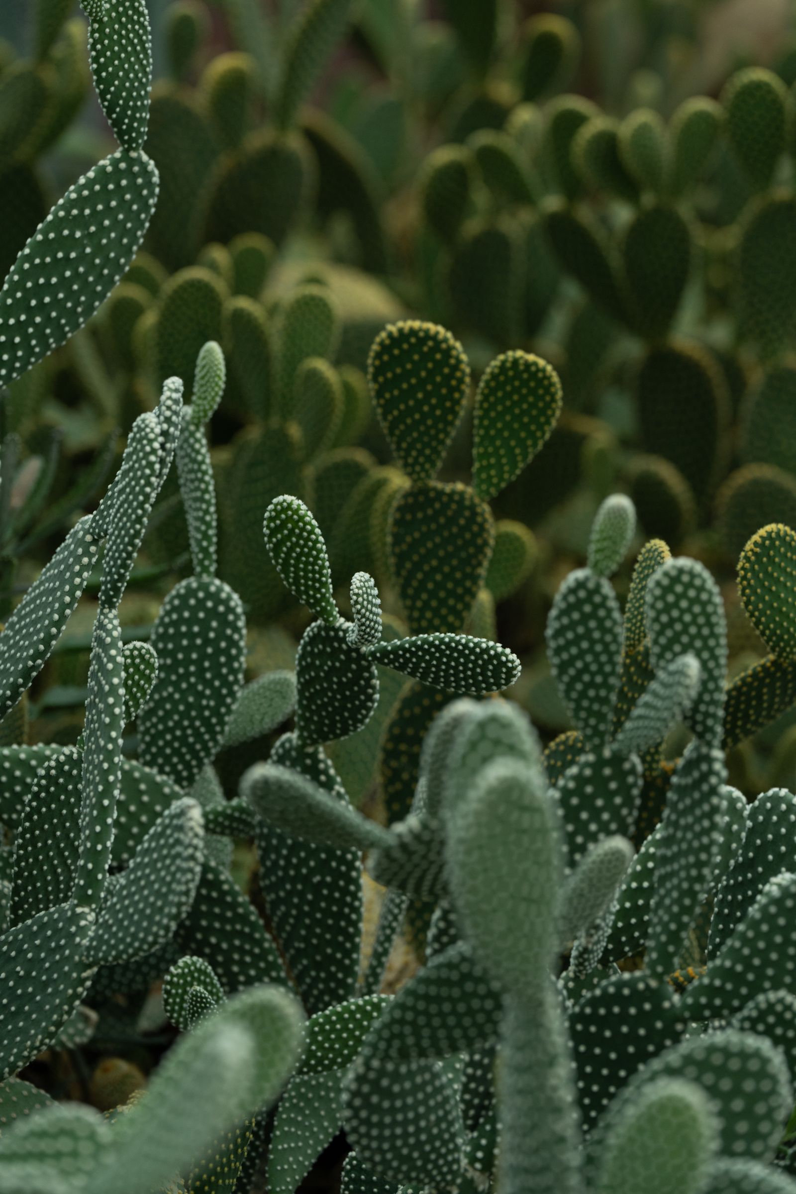 Free Cacti Photos, Download The BEST Free Free Cacti Stock Photos & HD ...