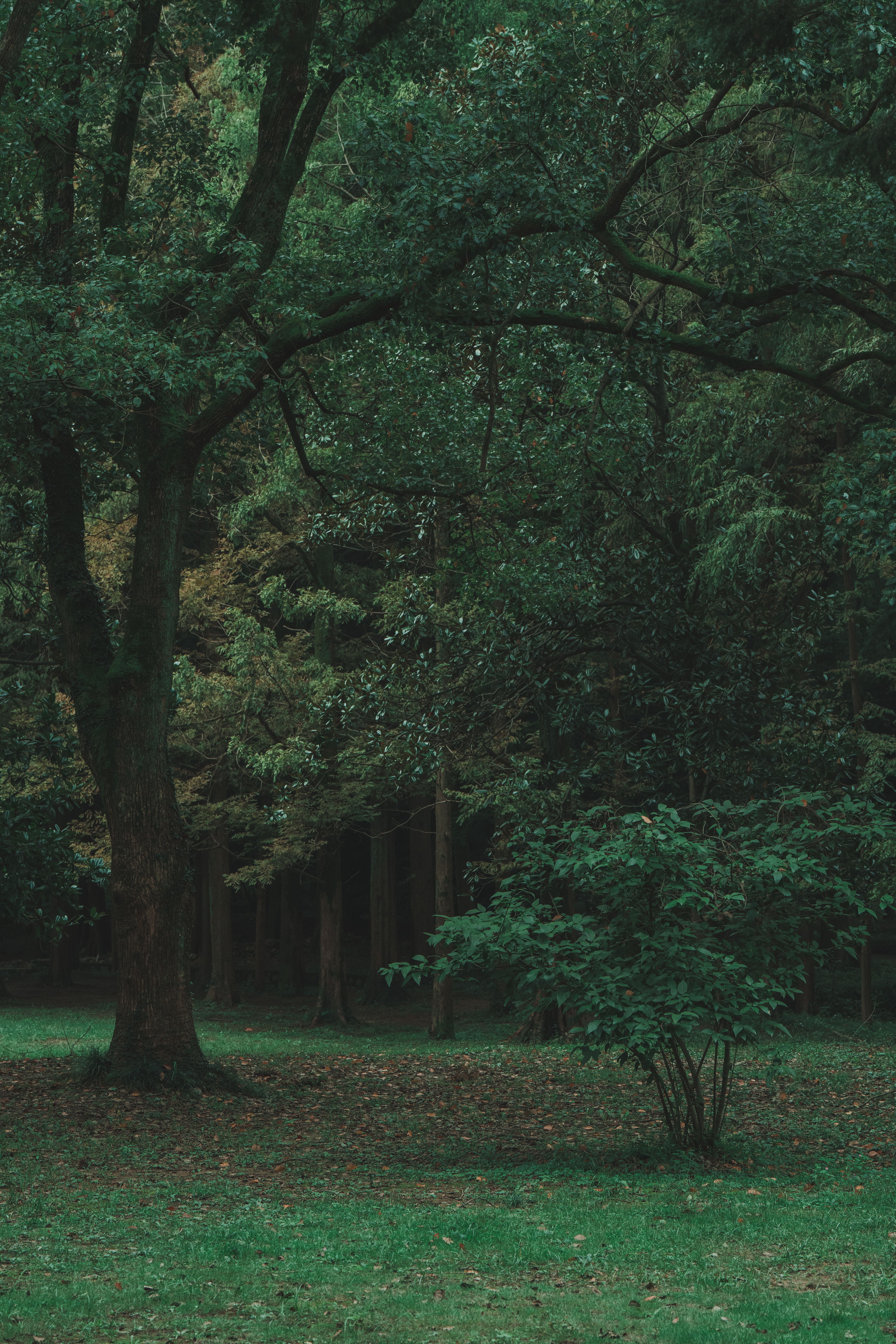 Gray Concrete Path Between Green Trees · Free Stock Photo