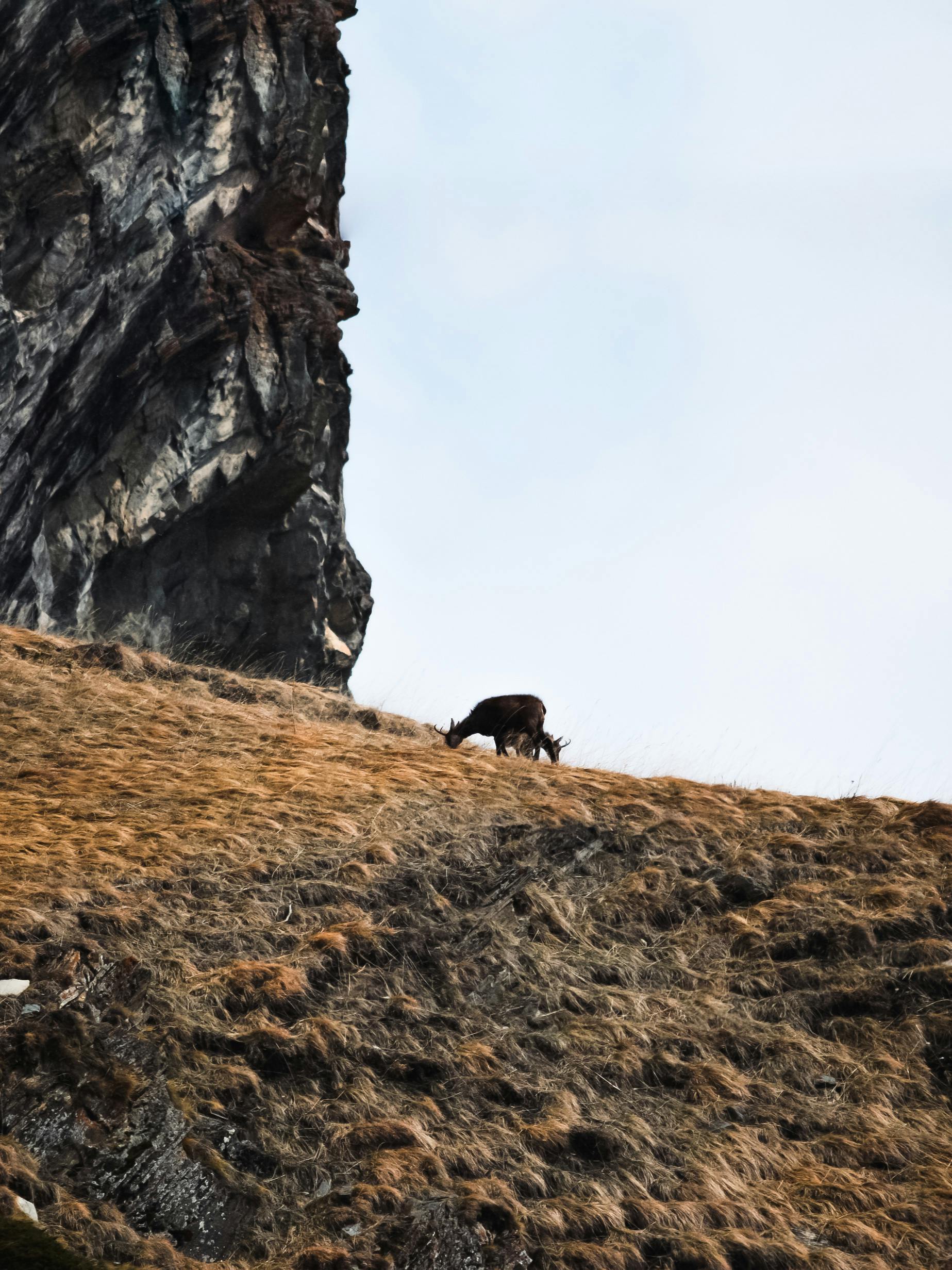 Goats on Grassland near Rock Wall · Free Stock Photo