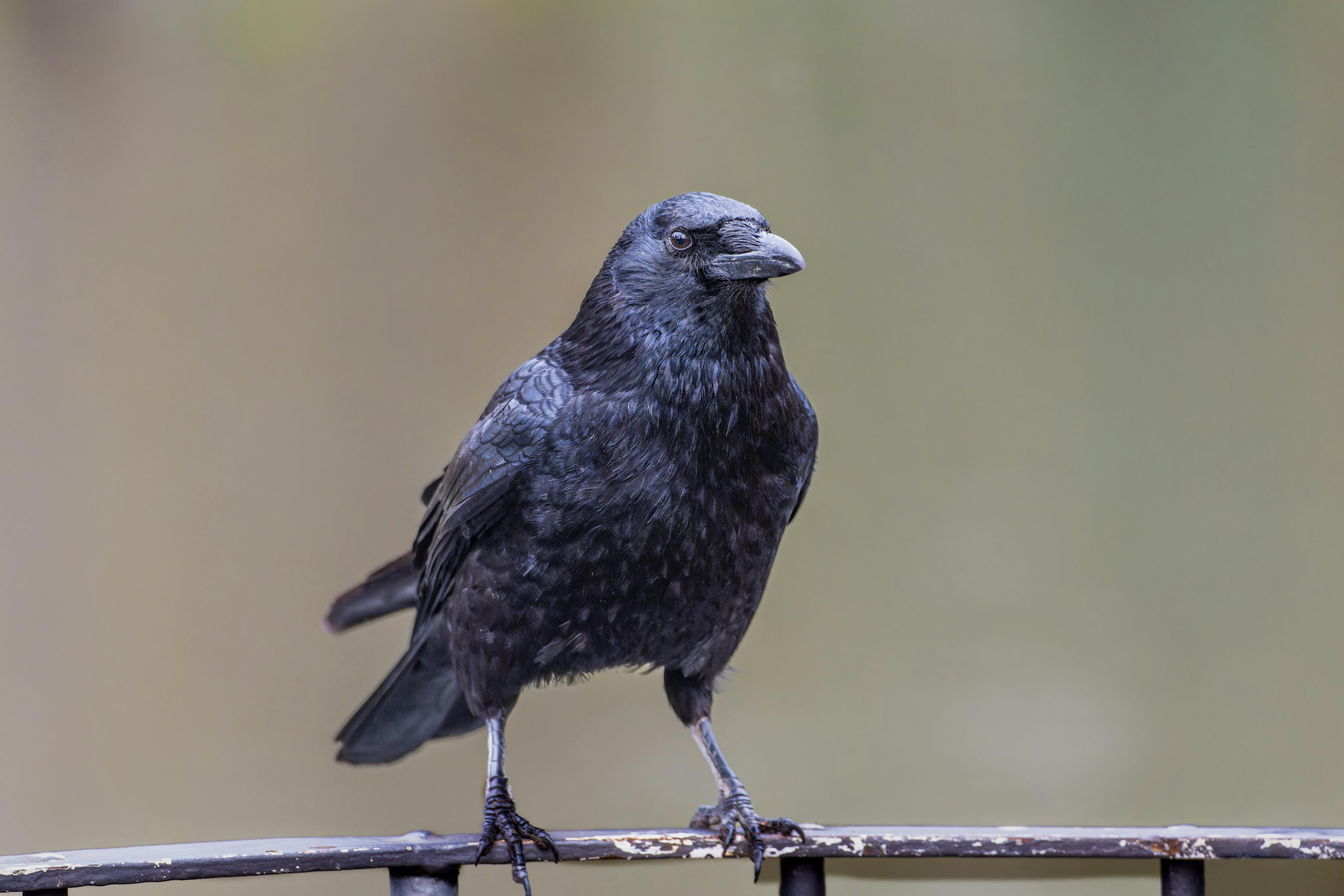 Common Raven Bird · Free Stock Photo