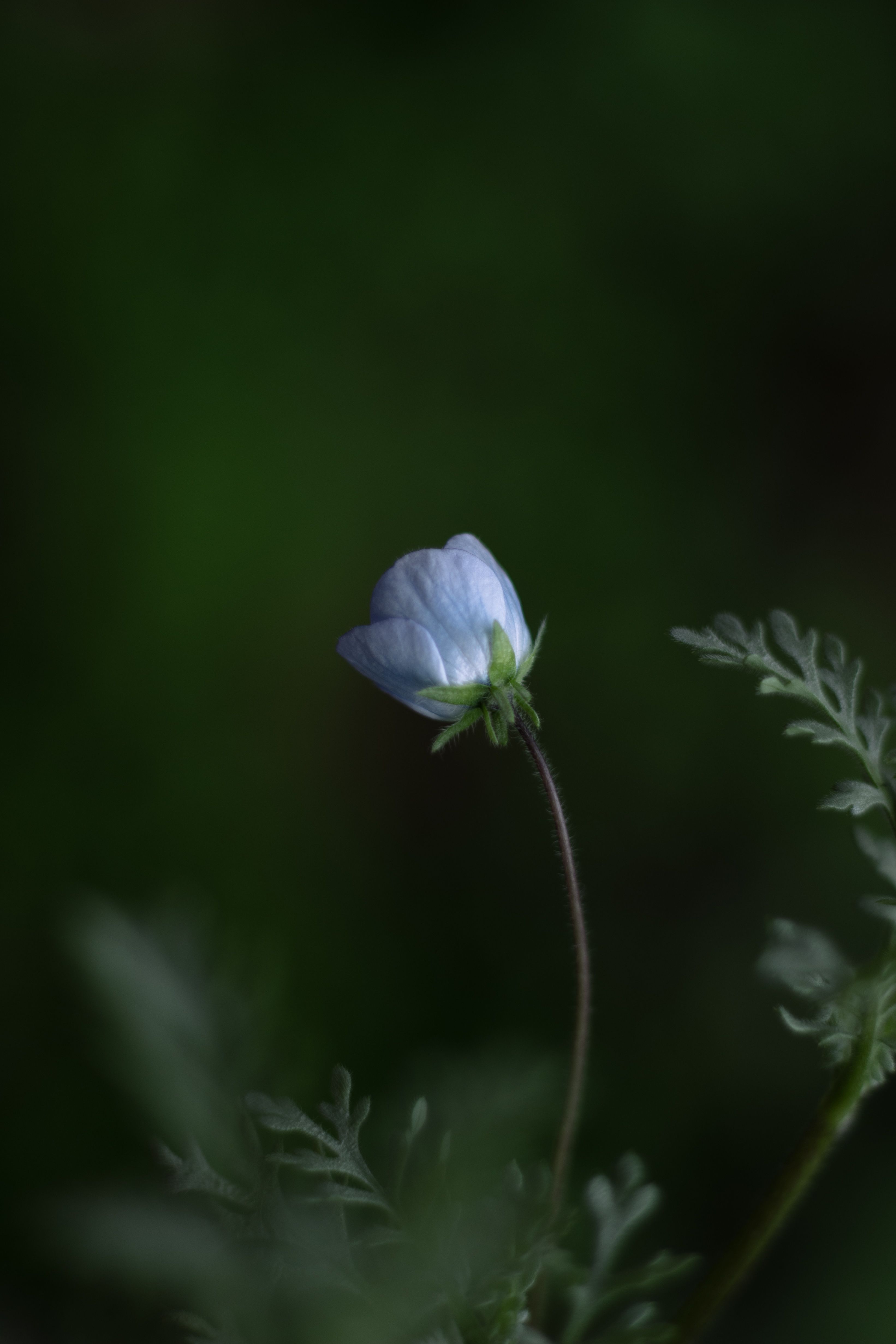 Thin Flower in Nature · Free Stock Photo
