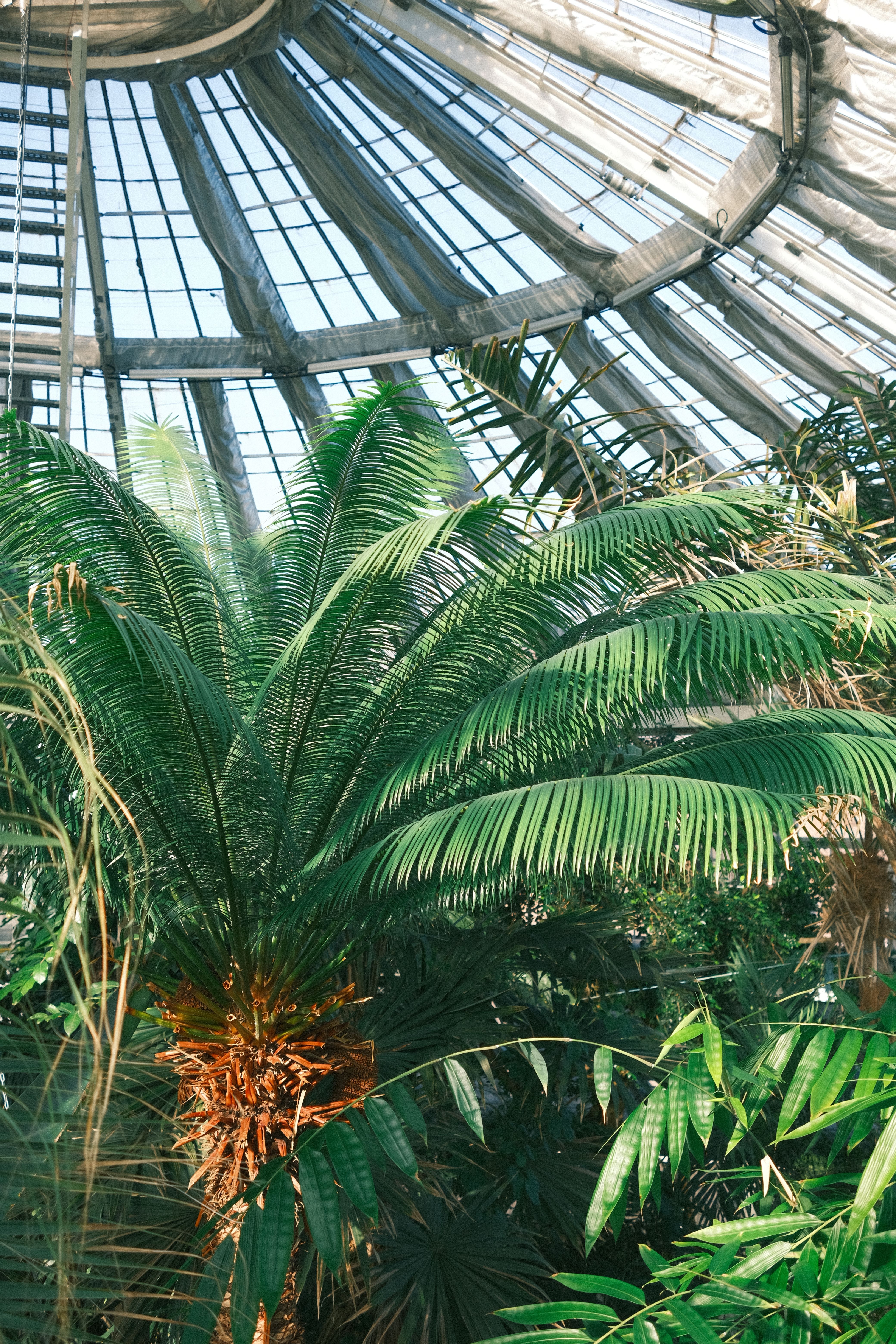 View of Tropical Plants Inside a Botanical Garden · Free Stock Photo