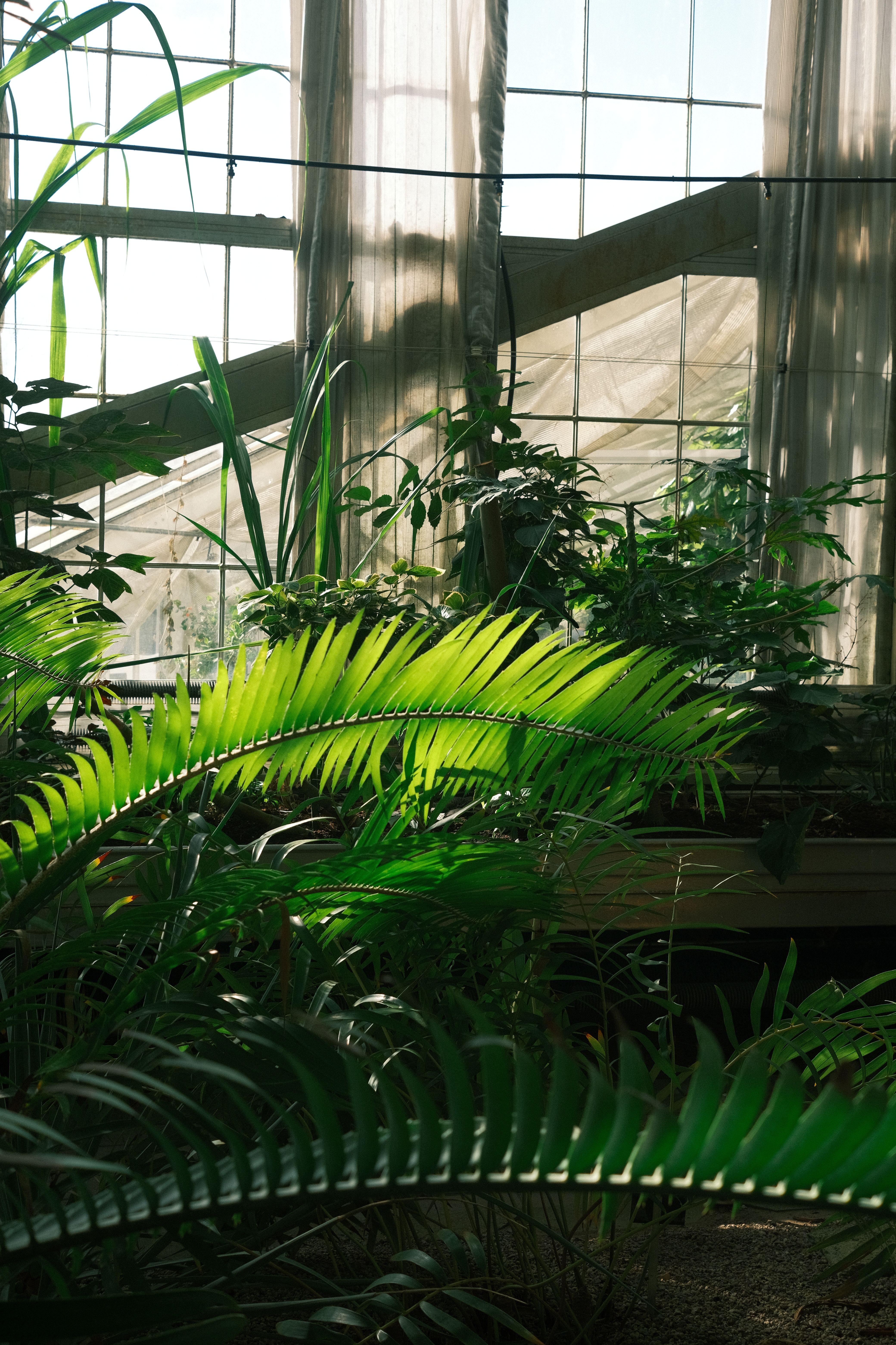 View of Tropical Plants Inside a Botanical Garden · Free Stock Photo