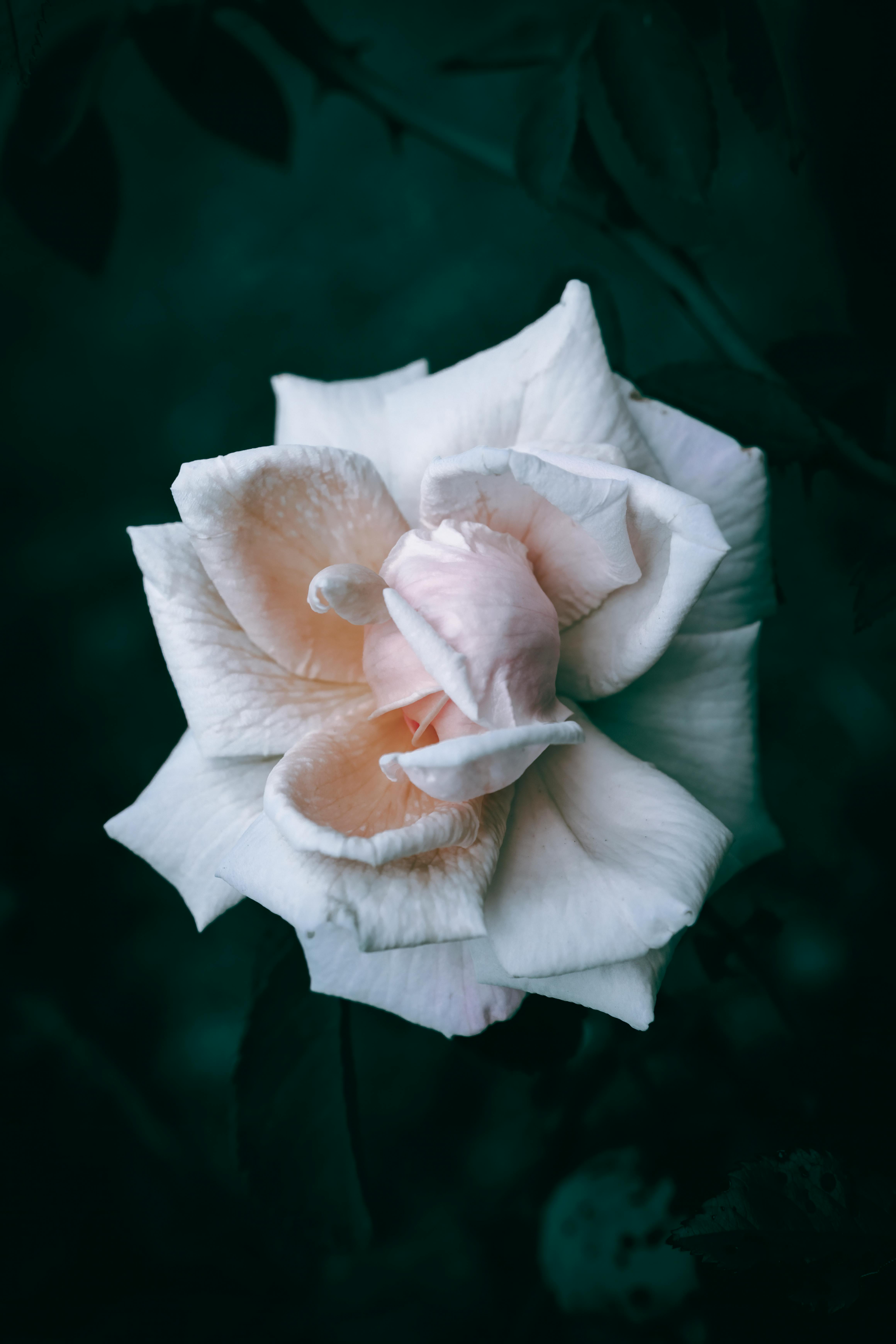 Roses Black And White Photos, Download The BEST Free Roses Black And ...