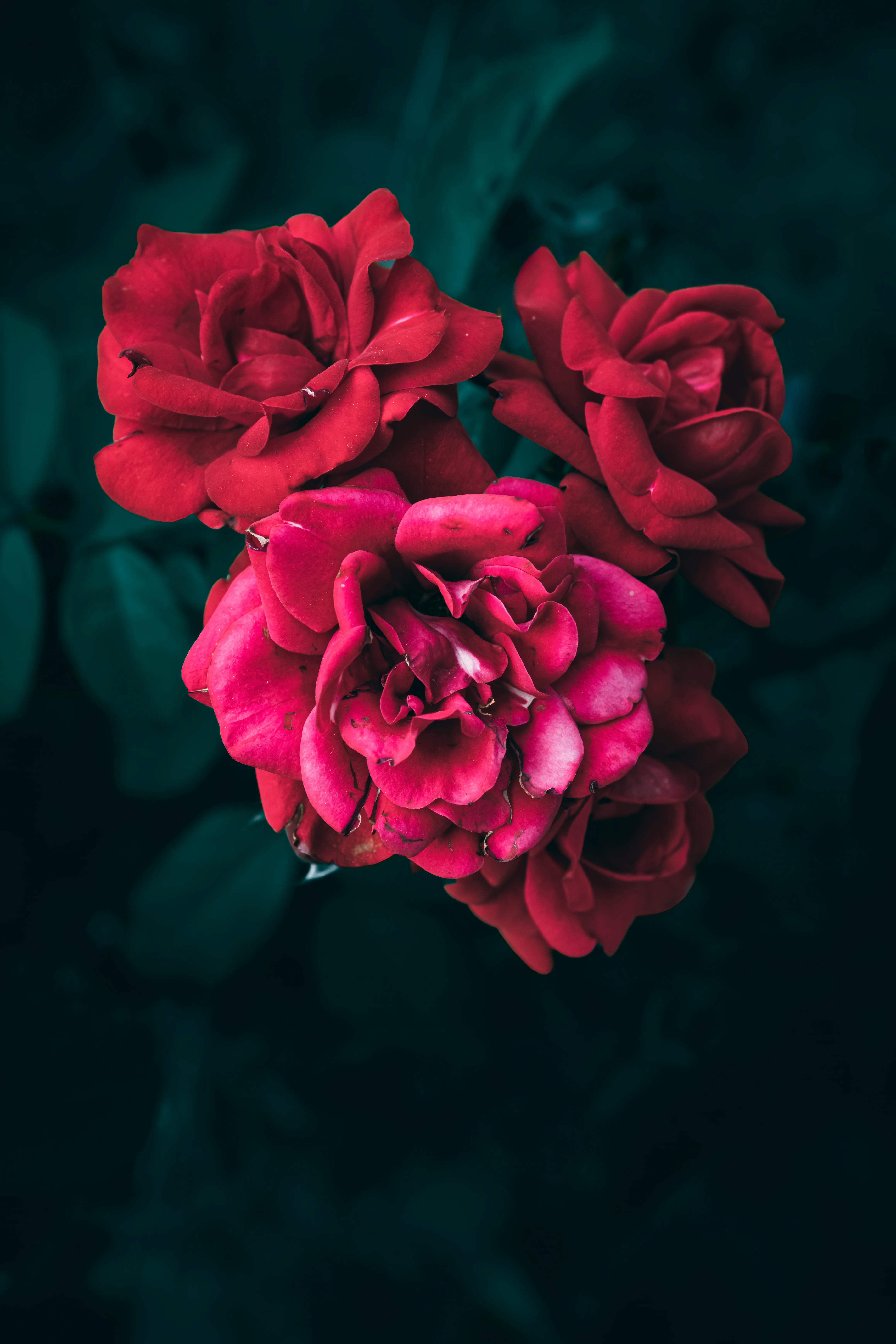 Red Rose and Green Leafed · Free Stock Photo