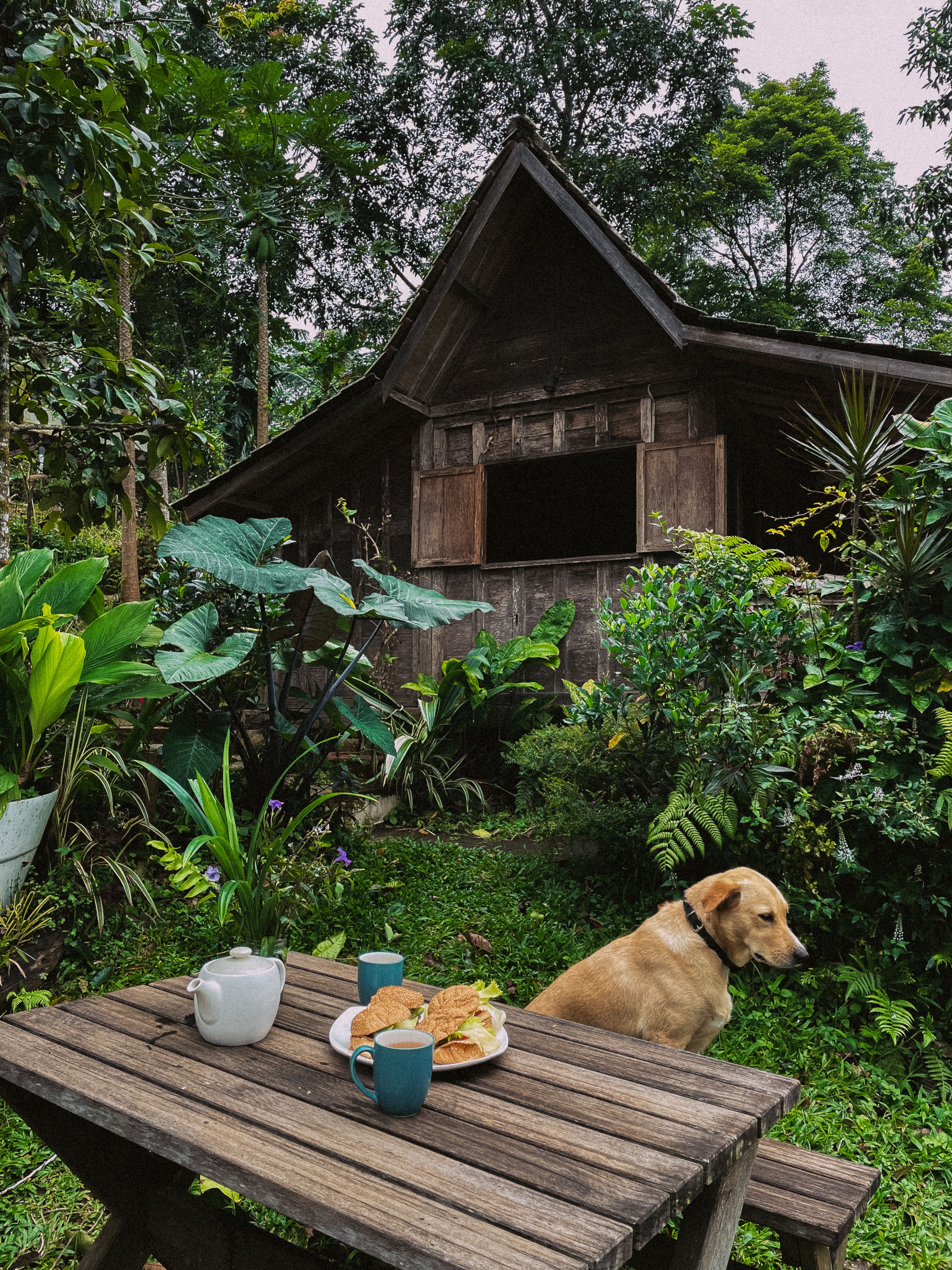 Wooden Bench and Dog in Front of a Barn · Free Stock Photo