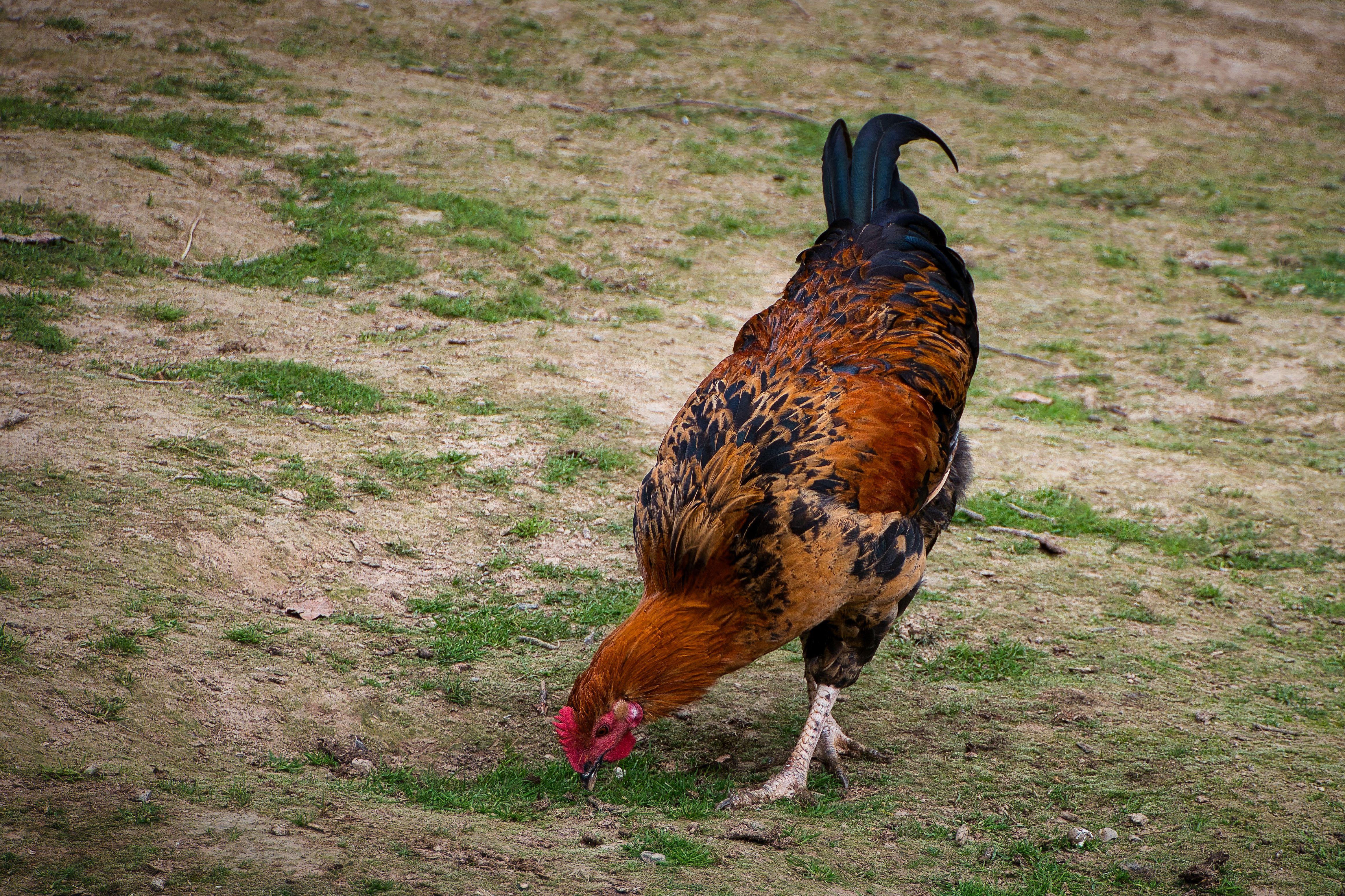Cockerel on a Field · Free Stock Photo