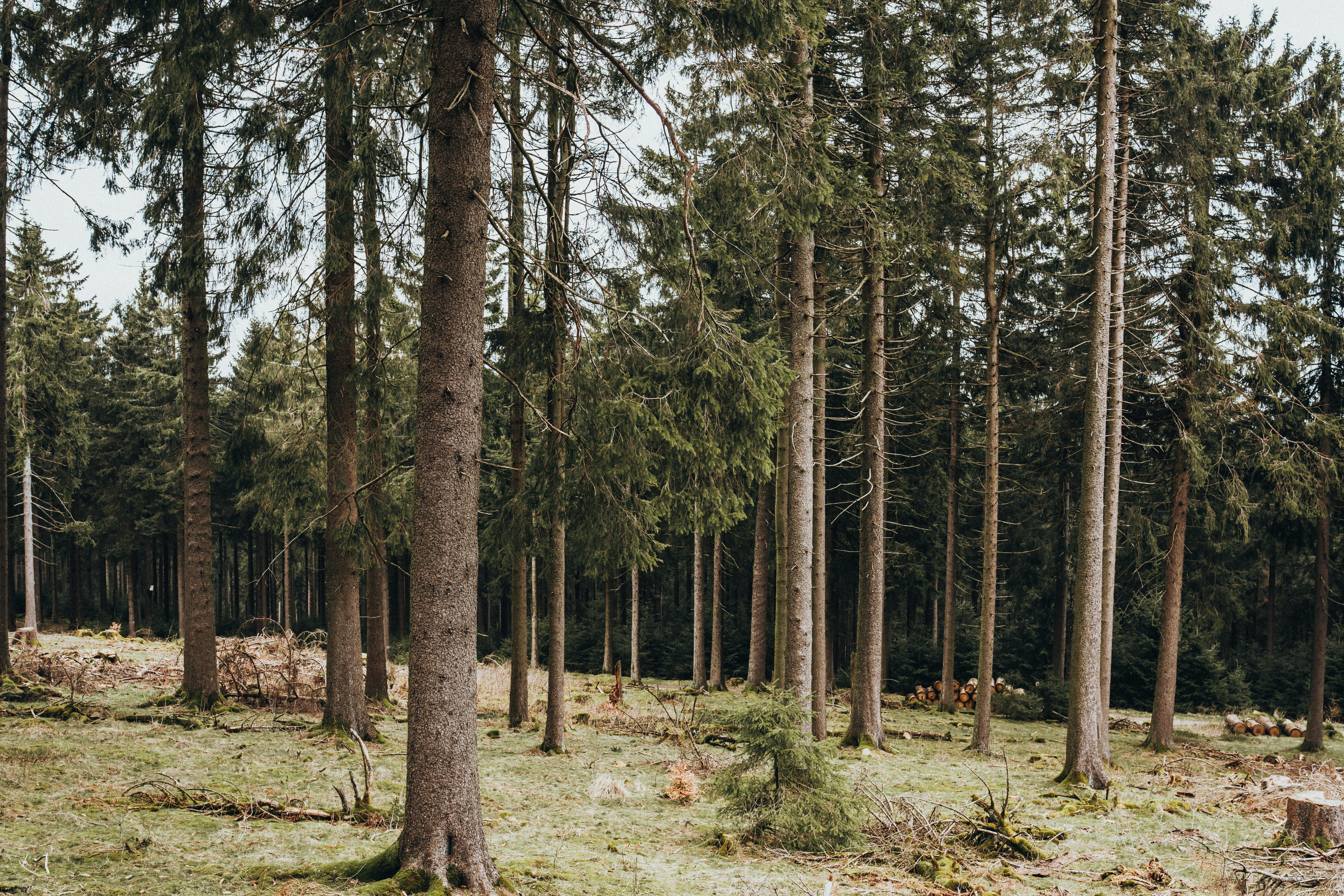 A forest with many trees and grass · Free Stock Photo