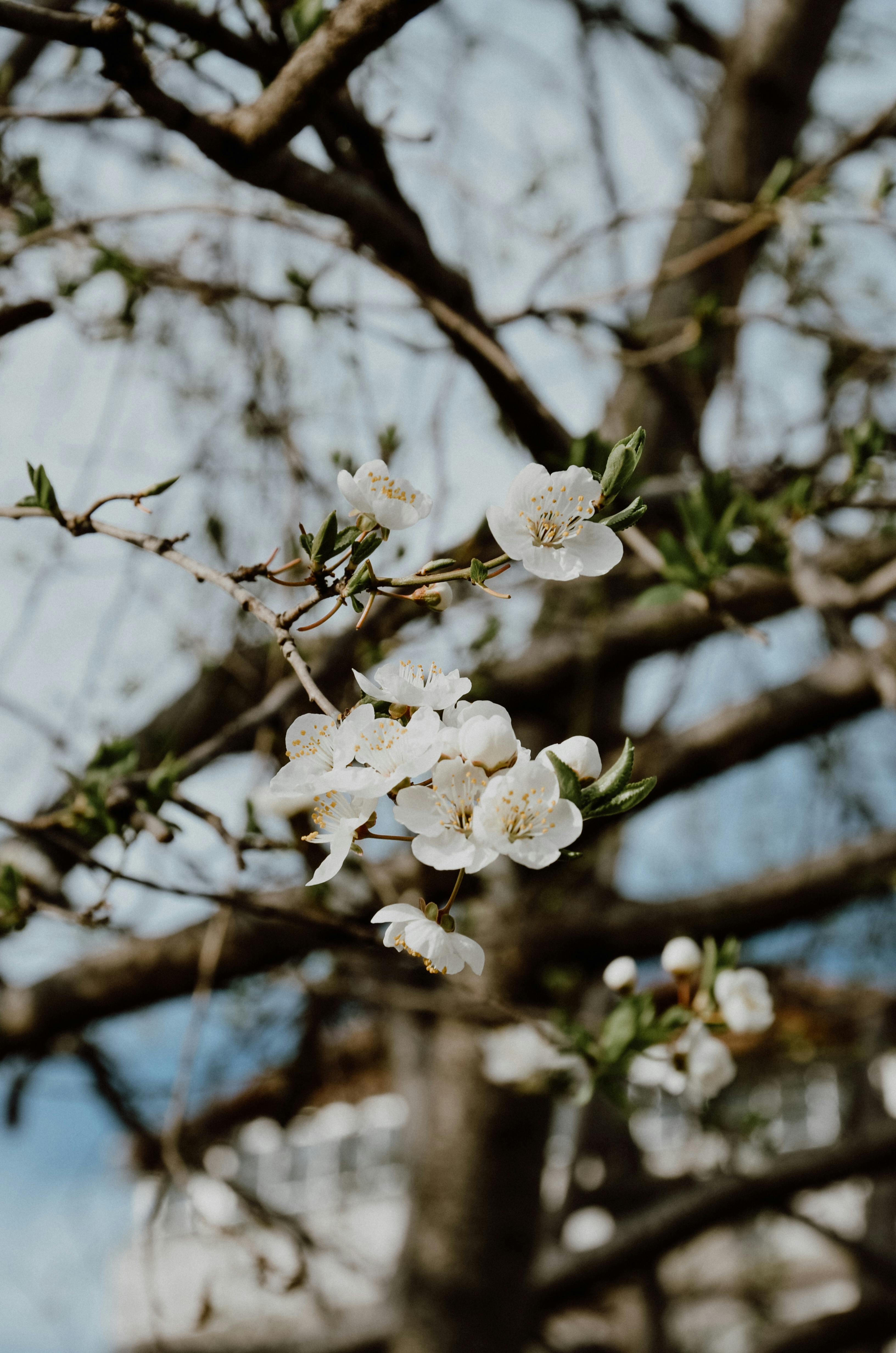Close-up of a Flowering Tree in Spring · Free Stock Photo