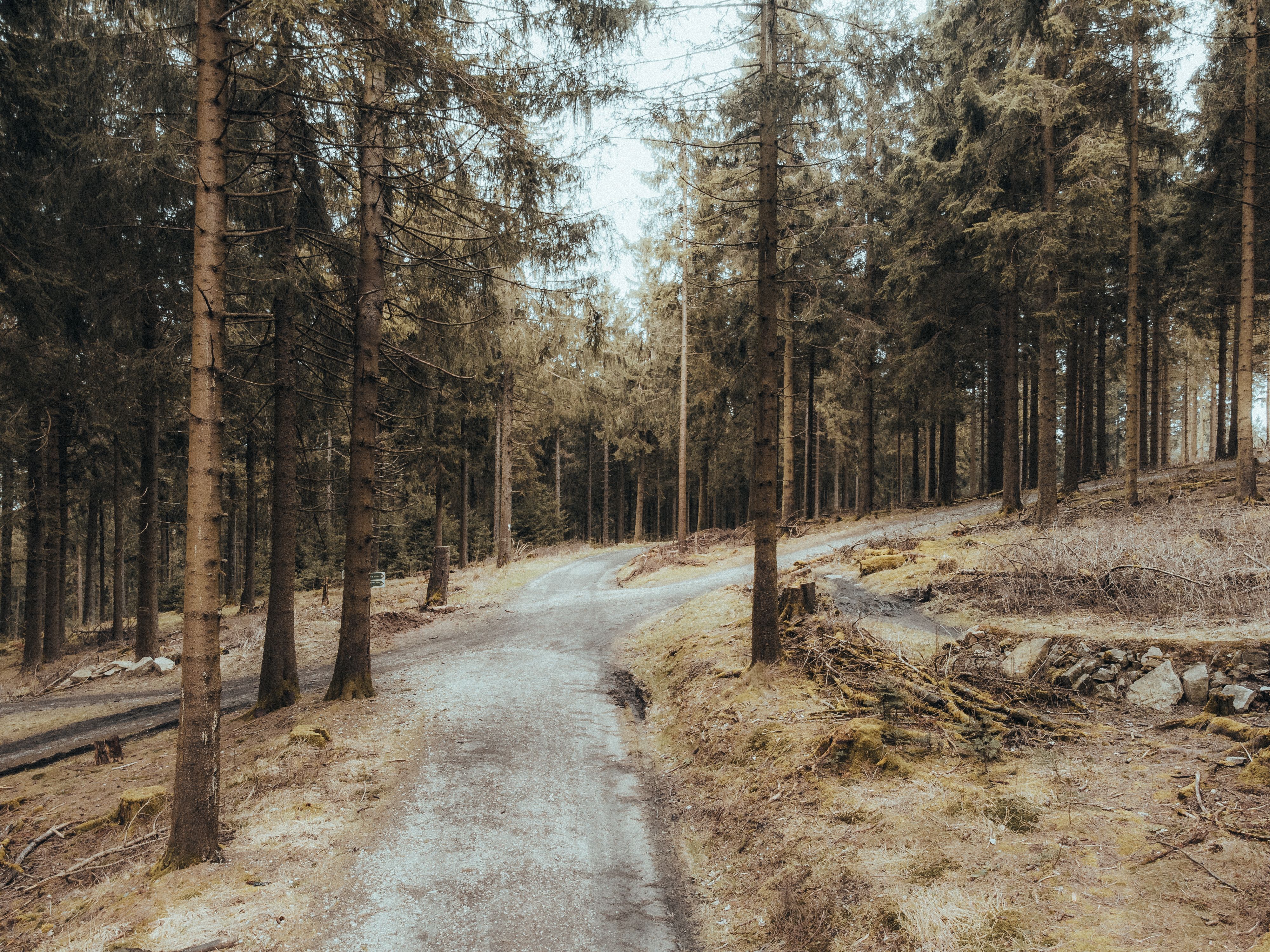 A dirt road in the woods with pine trees · Free Stock Photo