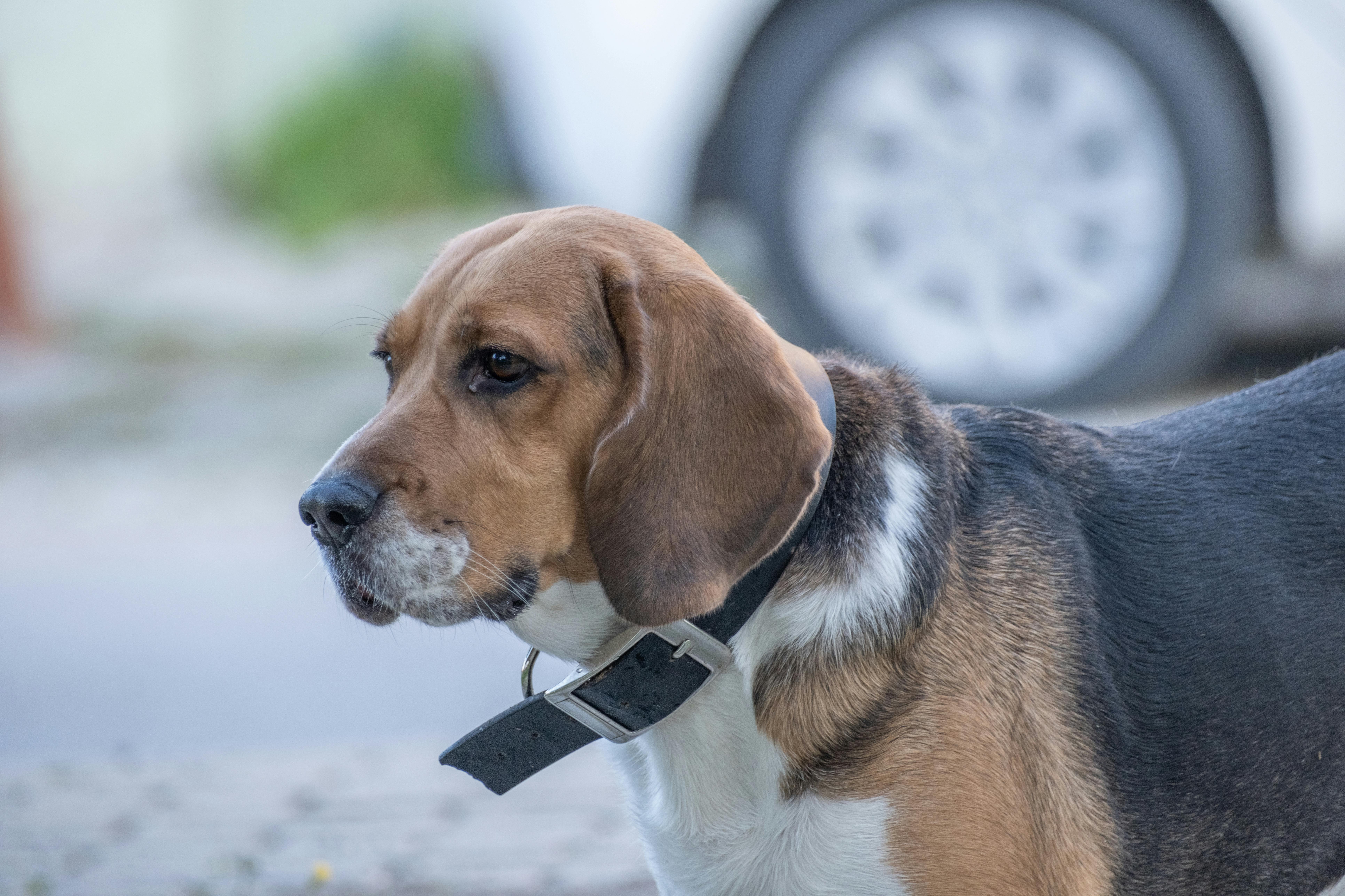 Close-up of a Beagle Standing Outside near a Car · Free Stock Photo