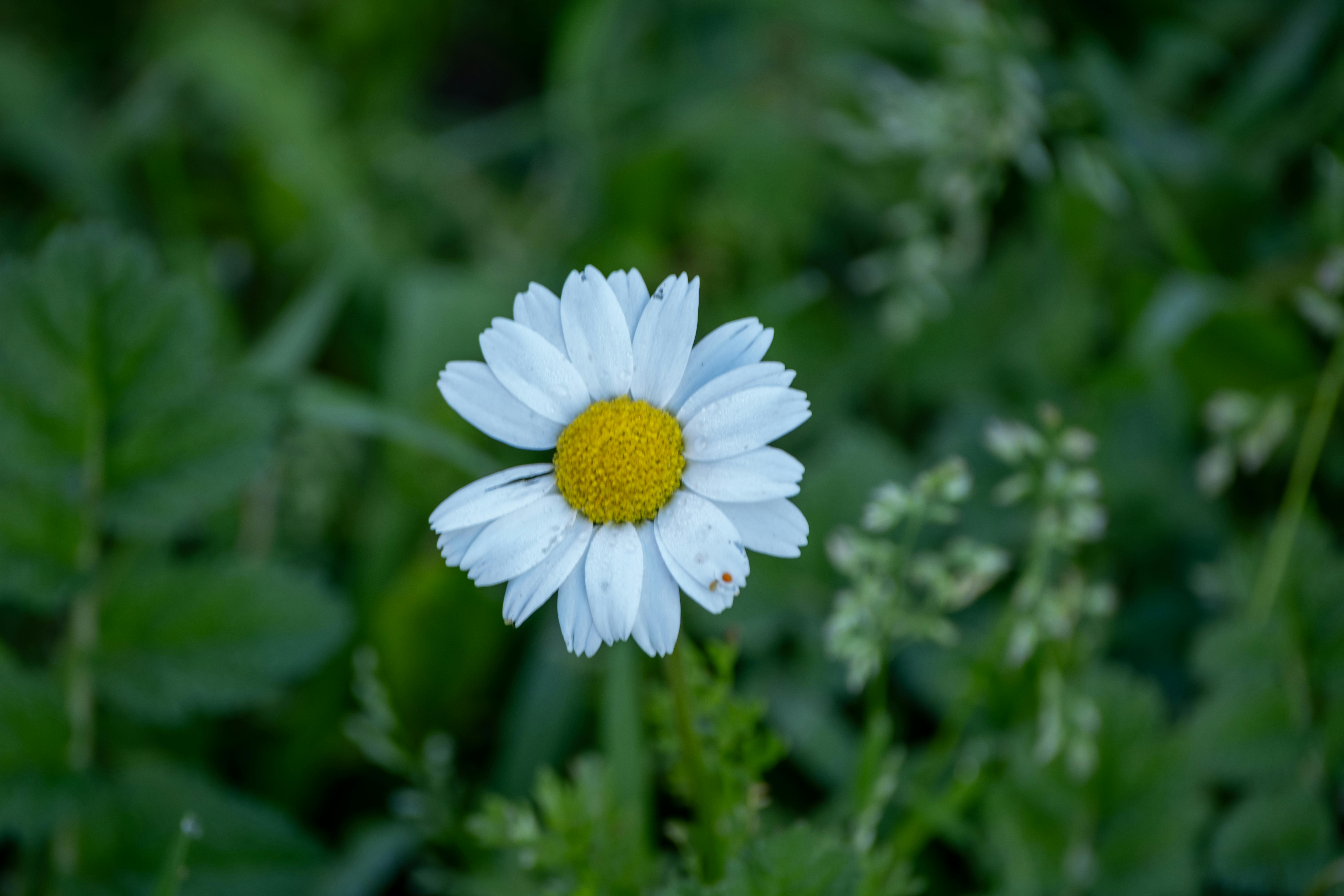 A single white daisy in the middle of a green field · Free Stock Photo
