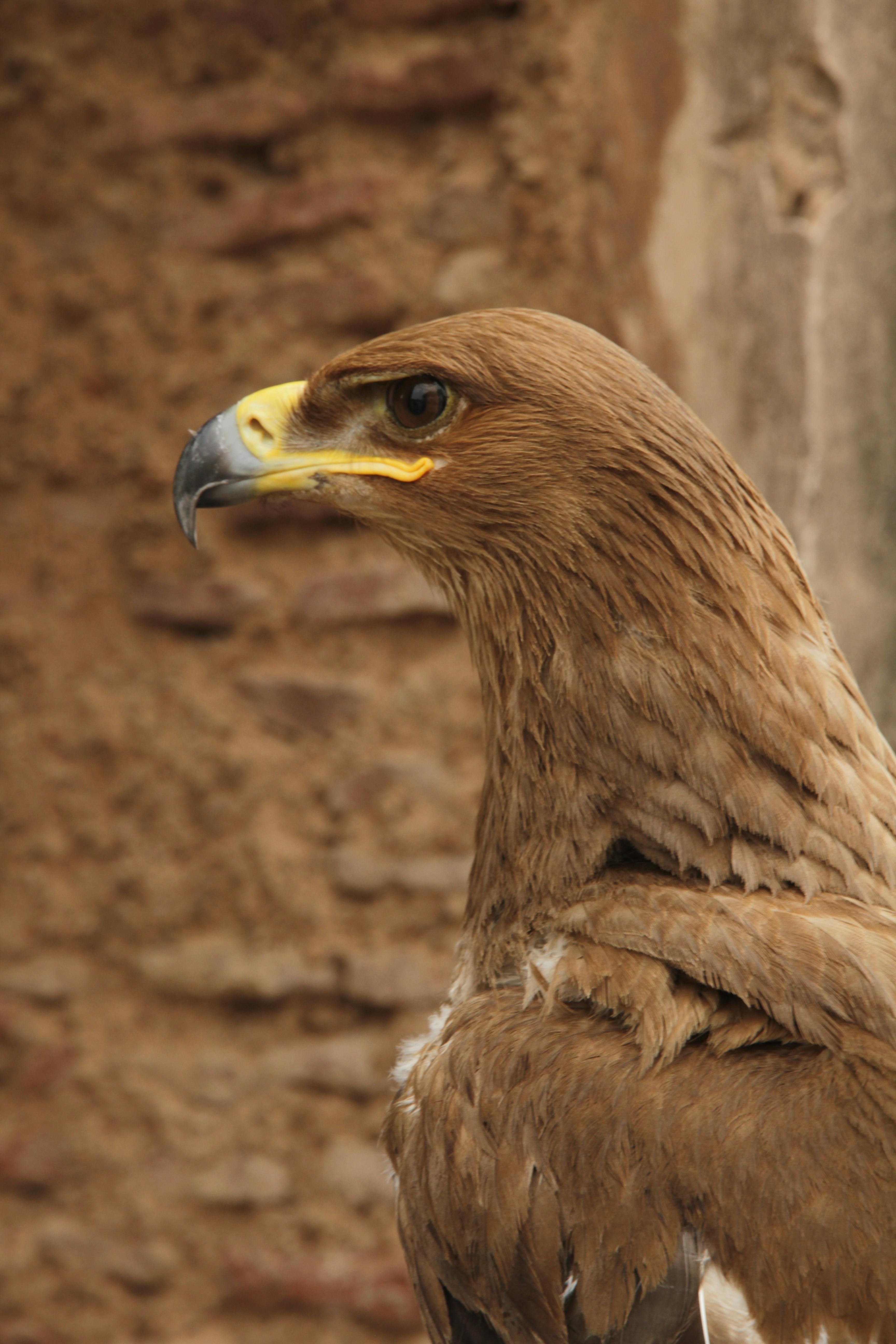 Shaheen Photos, Download The BEST Free Shaheen Stock Photos & HD Images