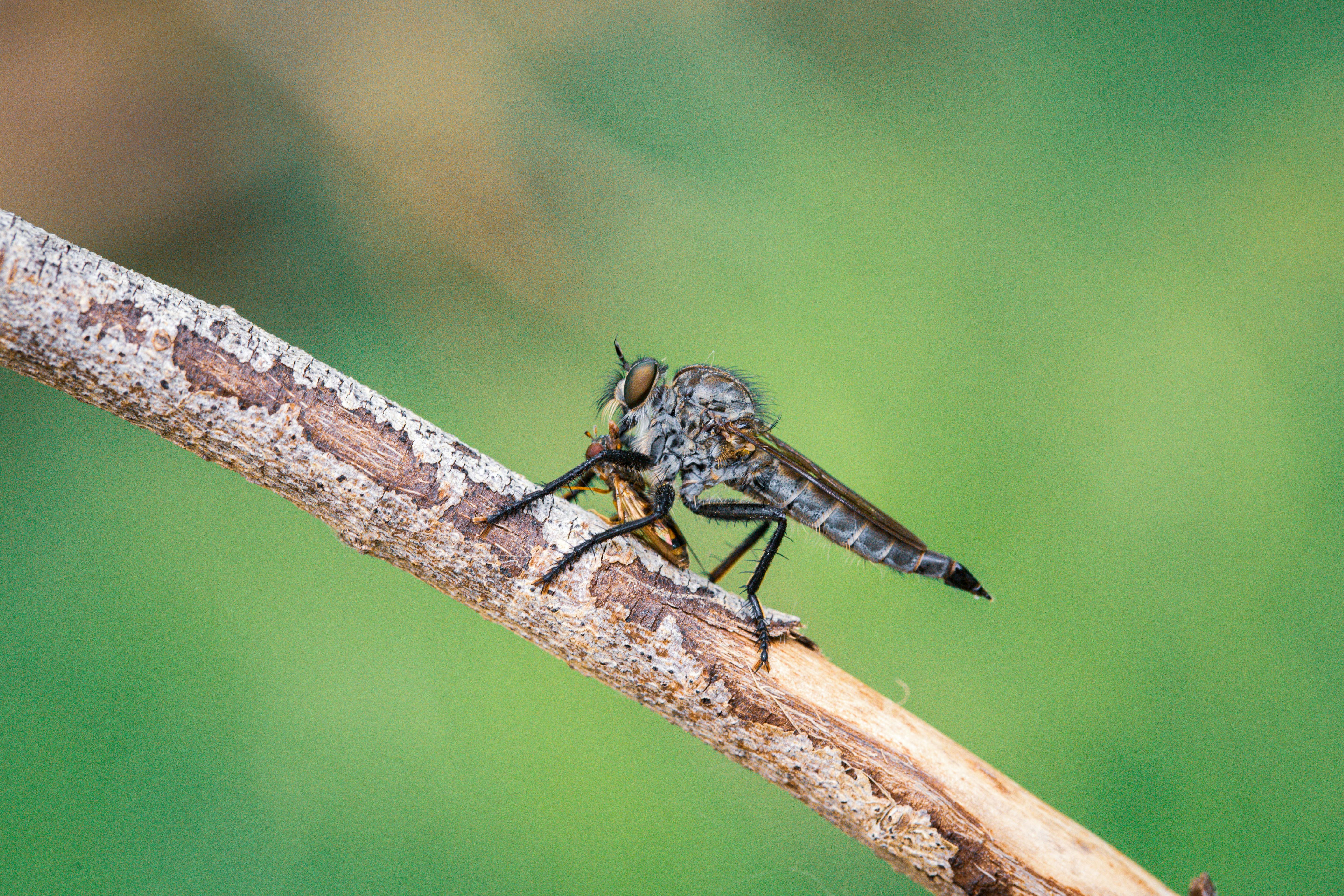 Assassin Fly during Meal · Free Stock Photo
