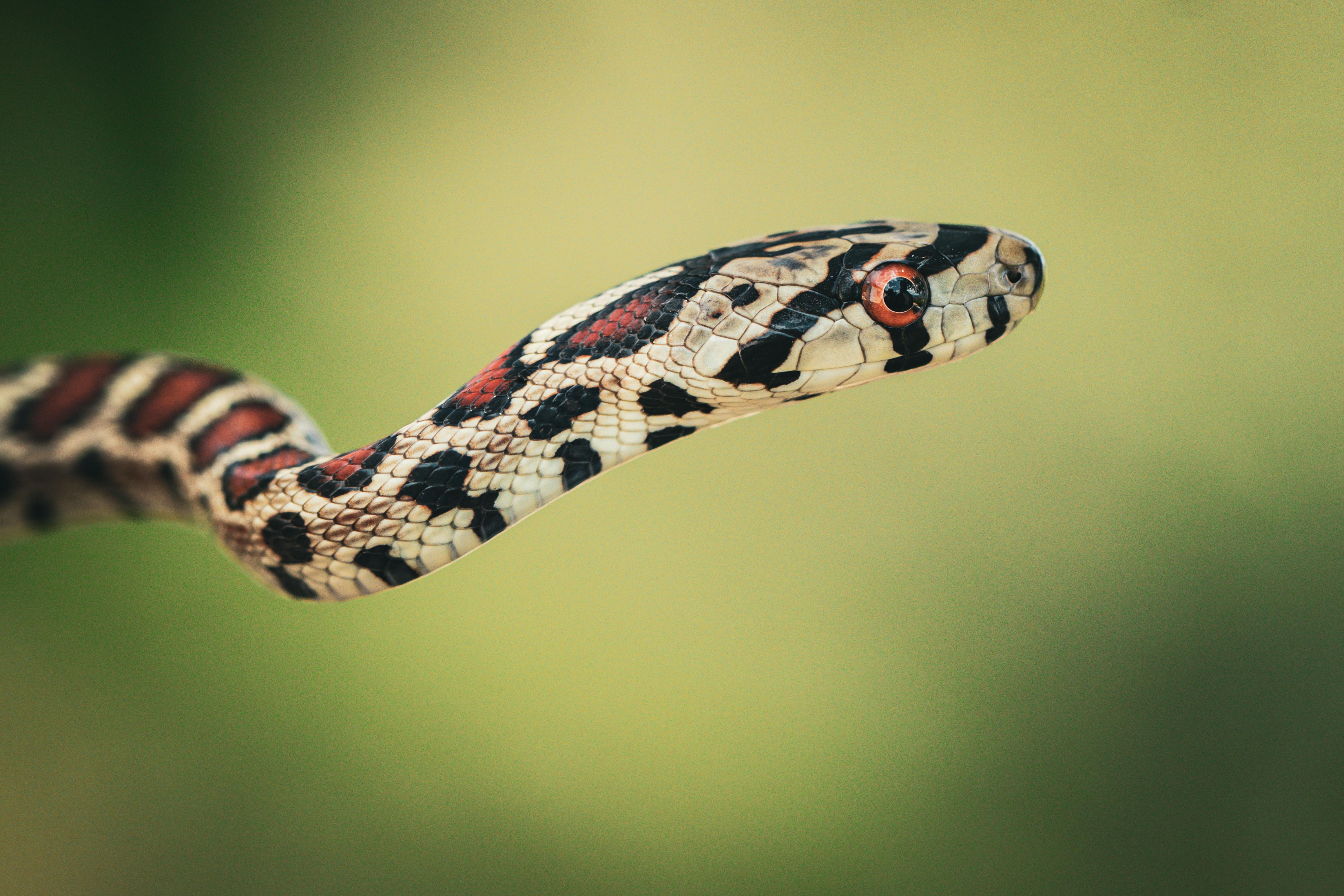 Reptile Tongue Photos, Download The BEST Free Reptile Tongue Stock ...