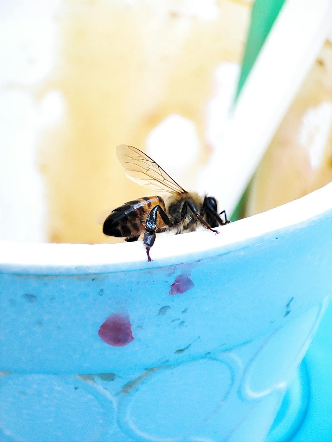 Africanized Honey Bee Free Stock Photo africanized-honey-bee-free-stock-photo