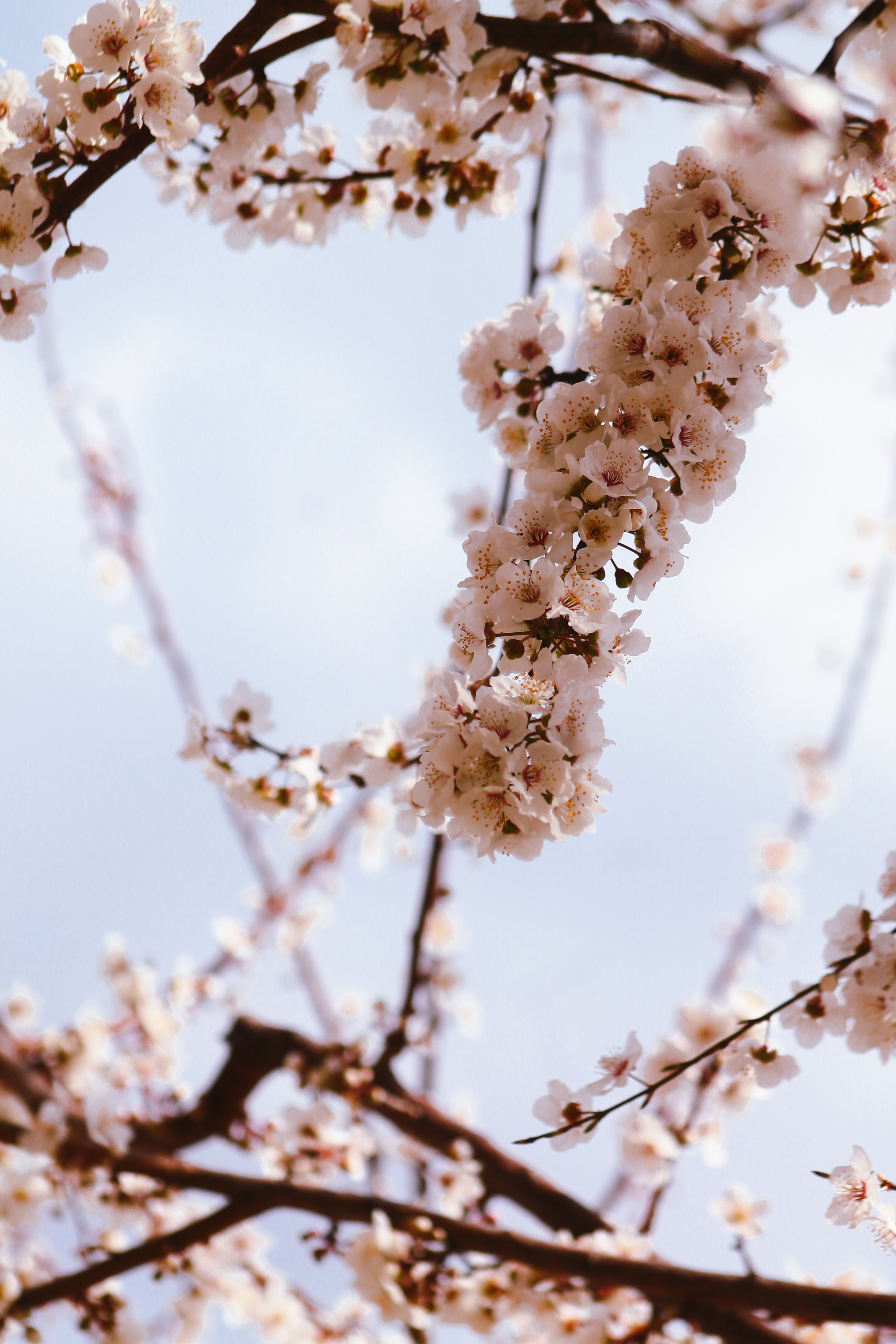 Close-up of Cherry Blossoms in Spring Sunlight · Free Stock Photo